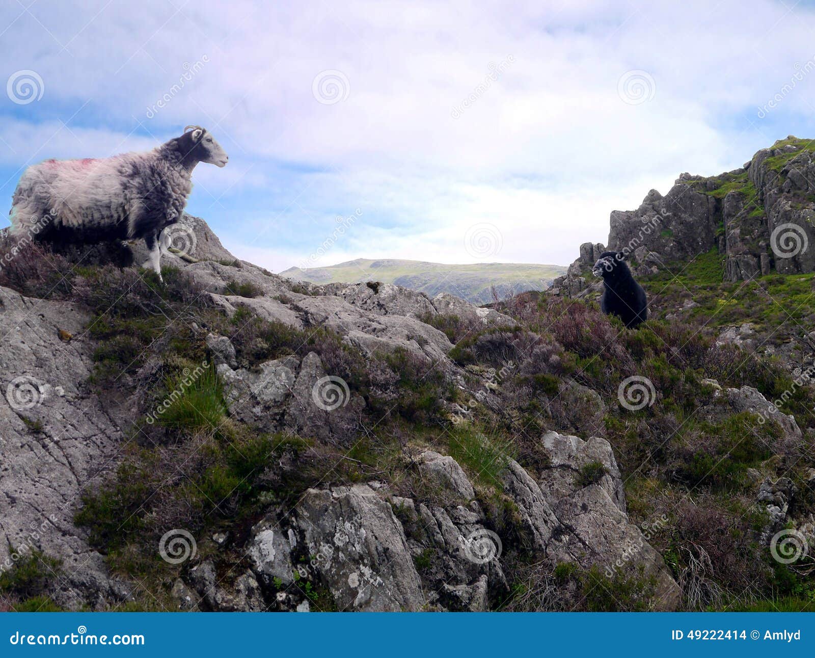 Sheep with lamb on rocks stock photo. Image of outdoor - 49222414