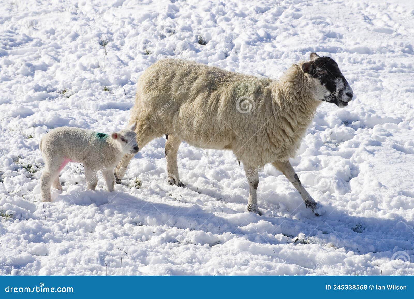 Sheep with Lamb in the Snow Stock Photo - Image of feed, wooly: 245338568