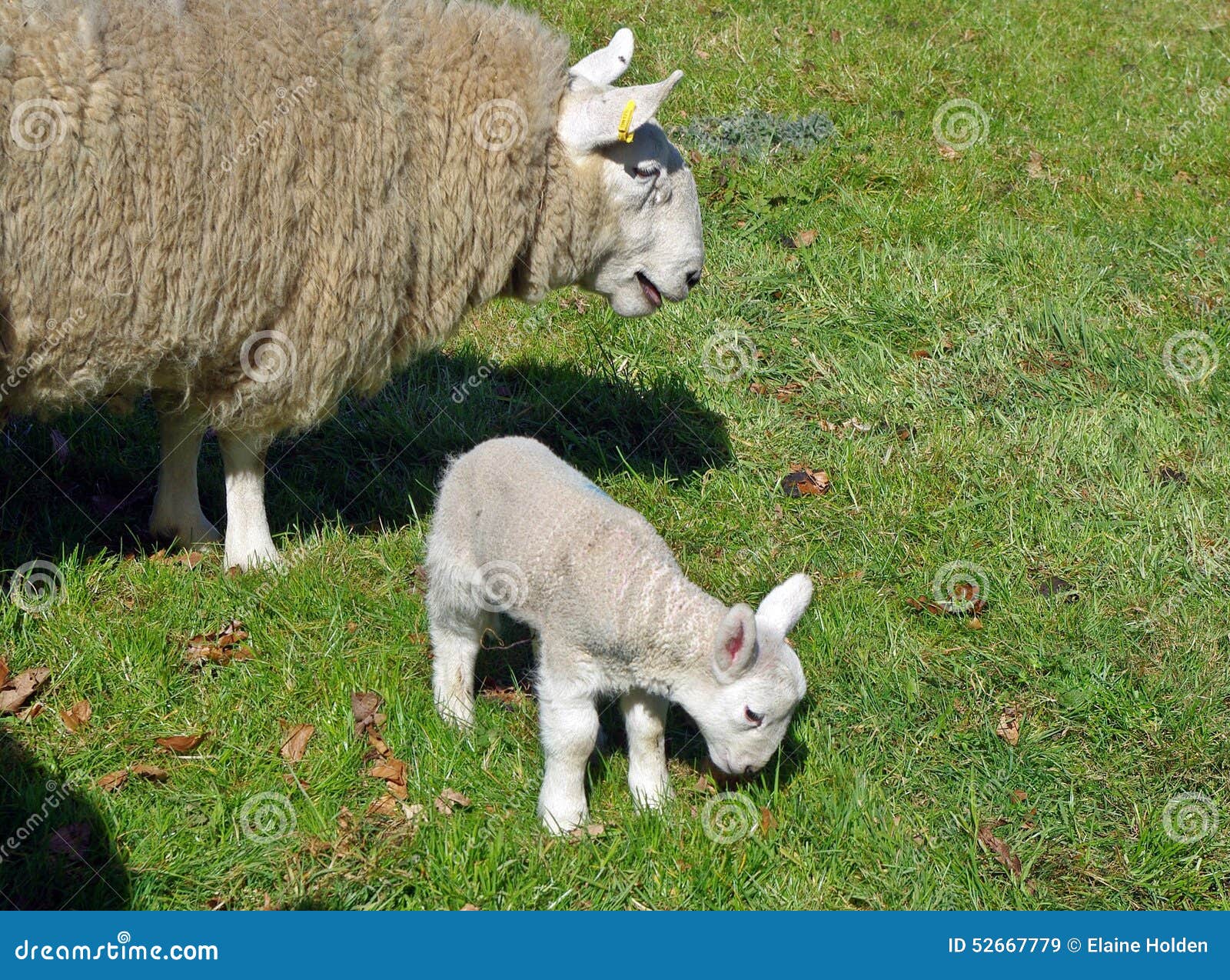 Sheep and Lamb stock image. Image of farm, farmers, agriculture - 52667779