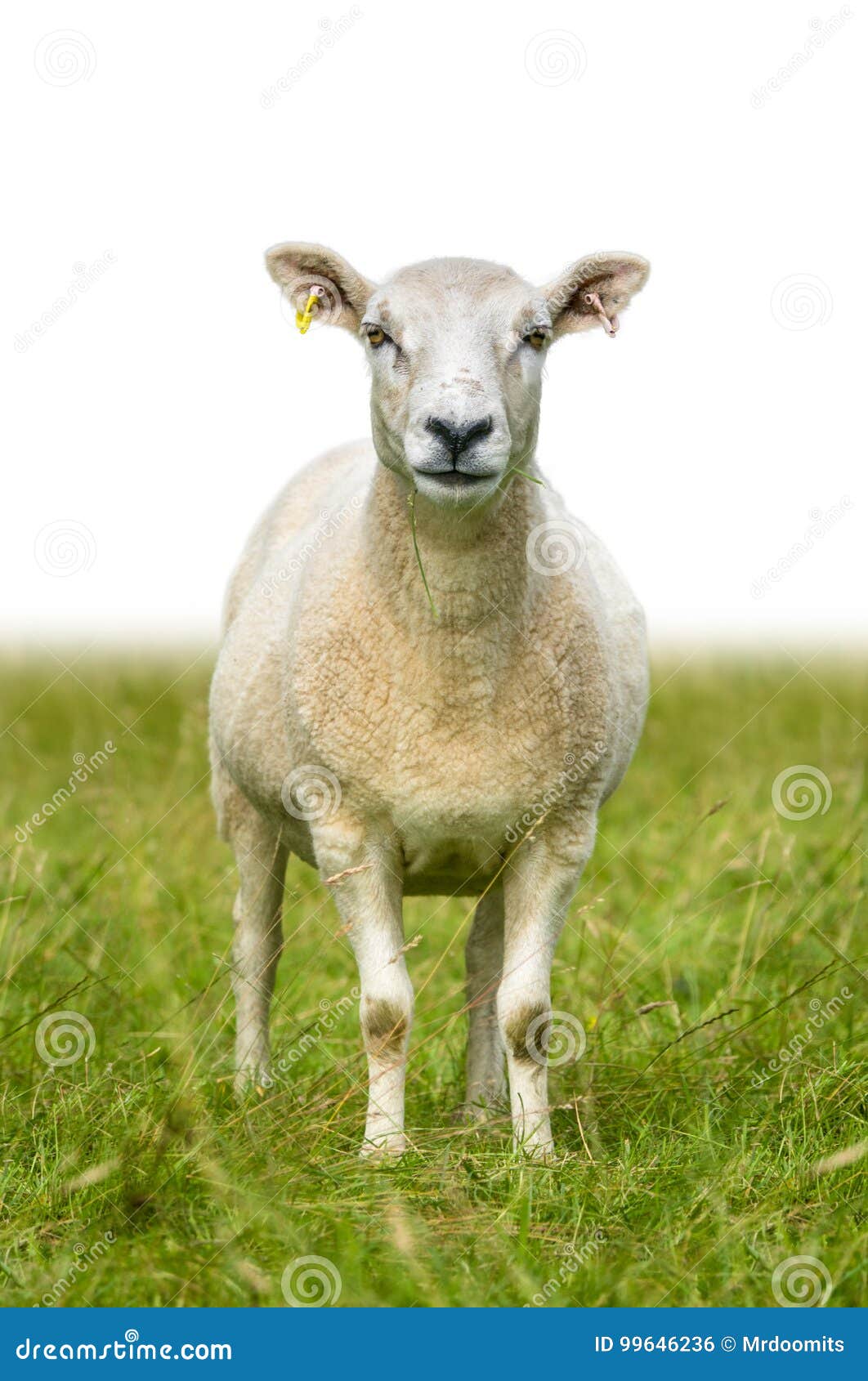 Isolated Sheep in Grass stock photo. Image of meadow - 99646236