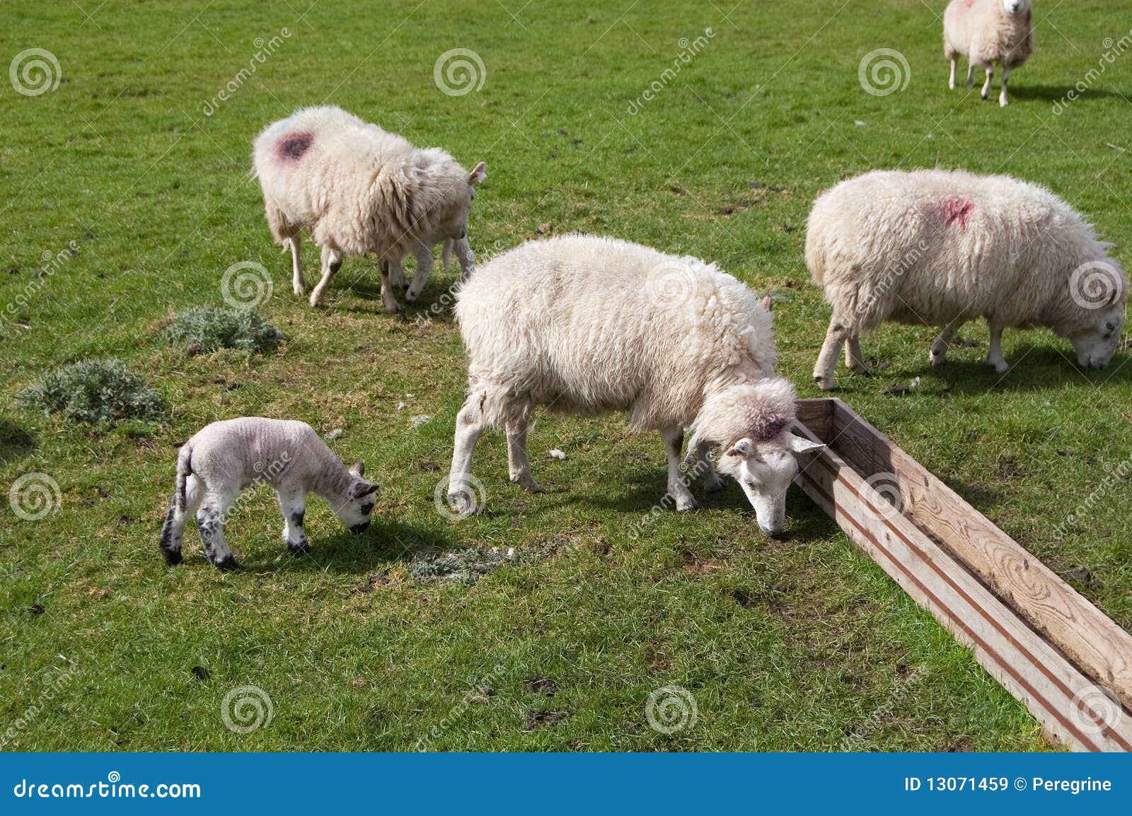 Sheep and Lamb in a Sunny Day Stock Image - Image of natural, field ...