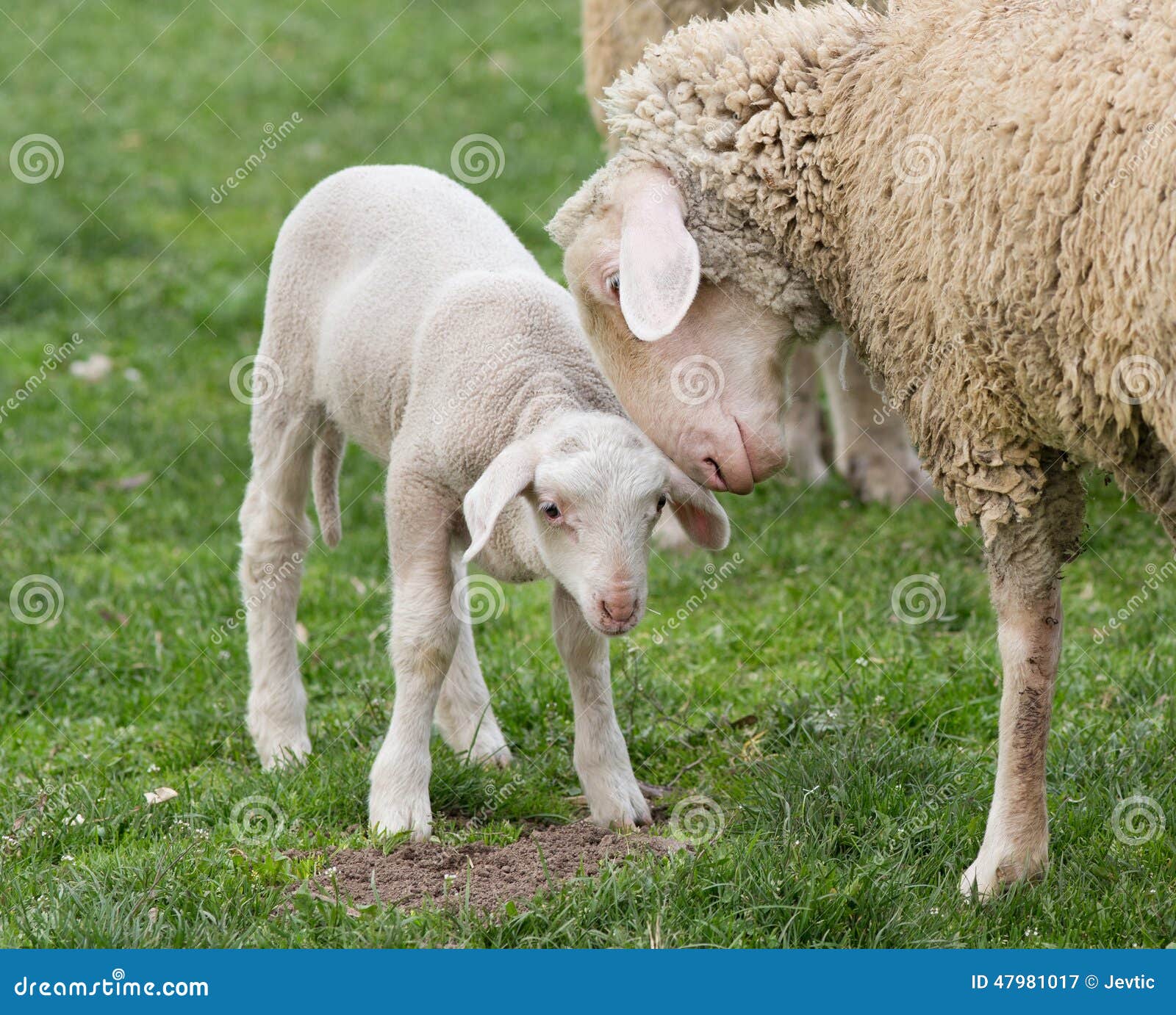 Sheep and lamb stock image. Image of country, fattening - 47981017