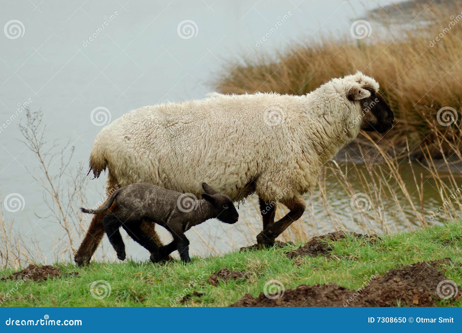 Sheep and lambkin stock photo. Image of hoofed, blood - 7308650