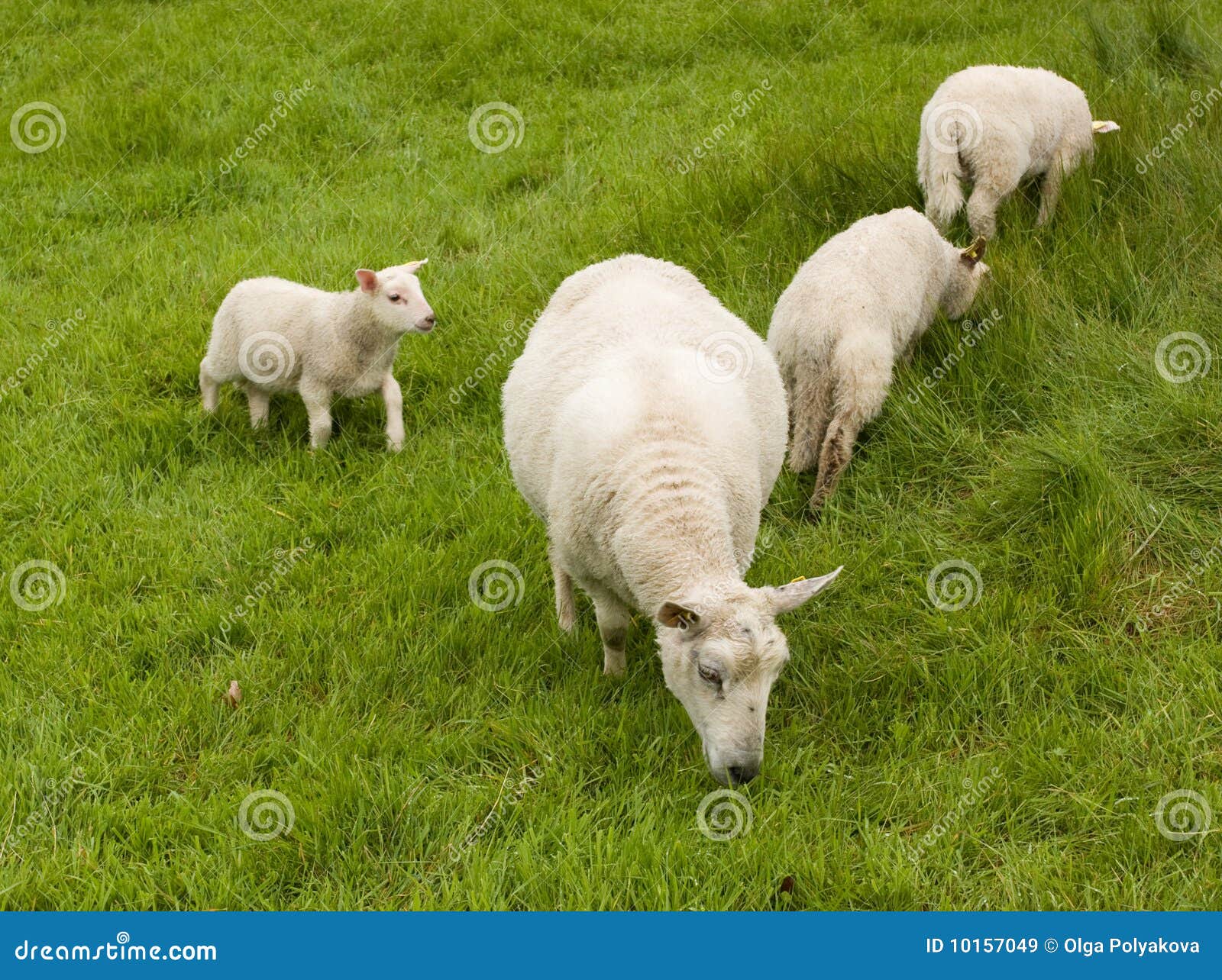 Sheep and lambs stock image. Image of mummy, spring, seasonal - 10157049
