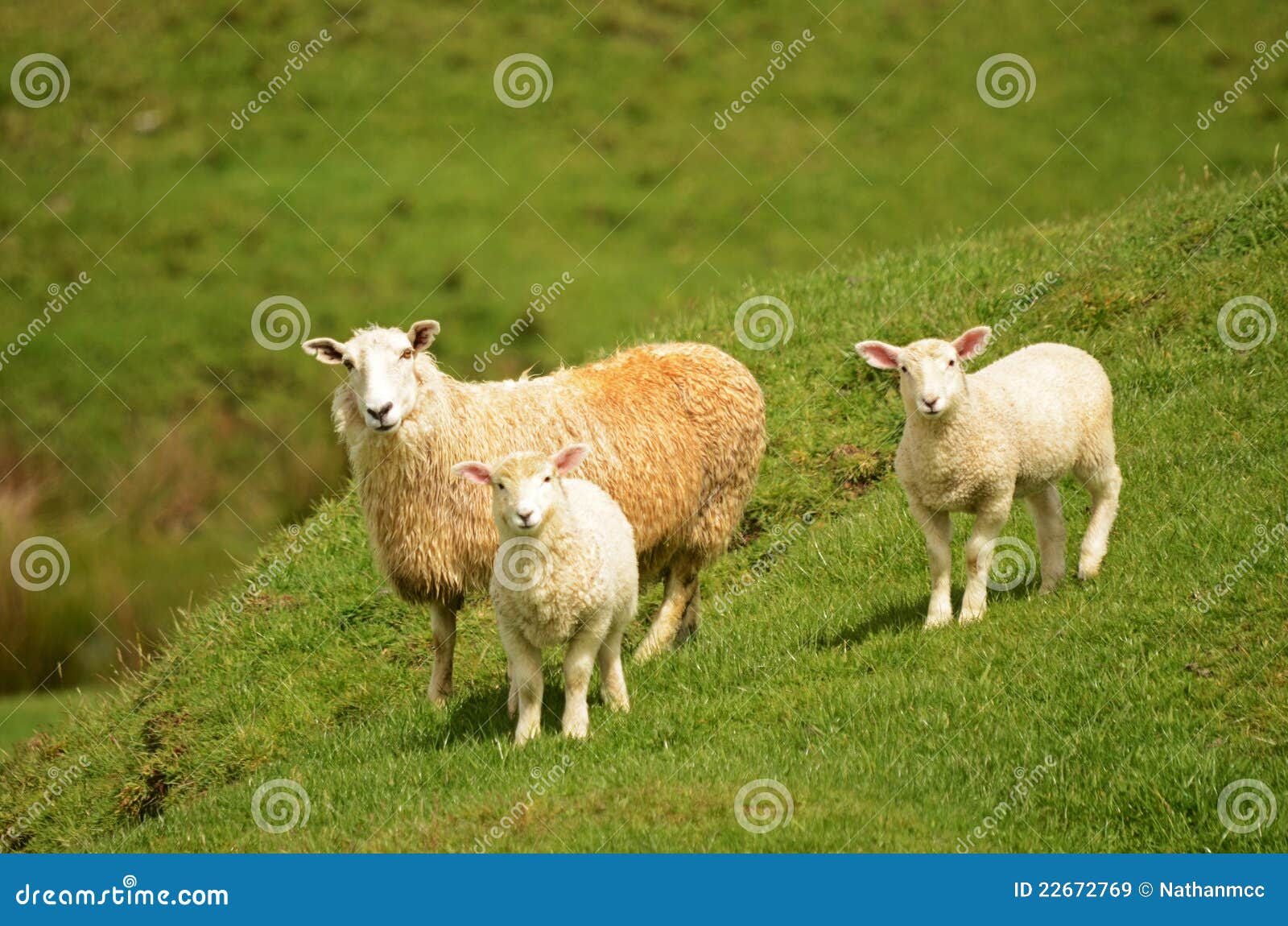 Sheep and lambs stock image. Image of grass, meat, lambs - 22672769