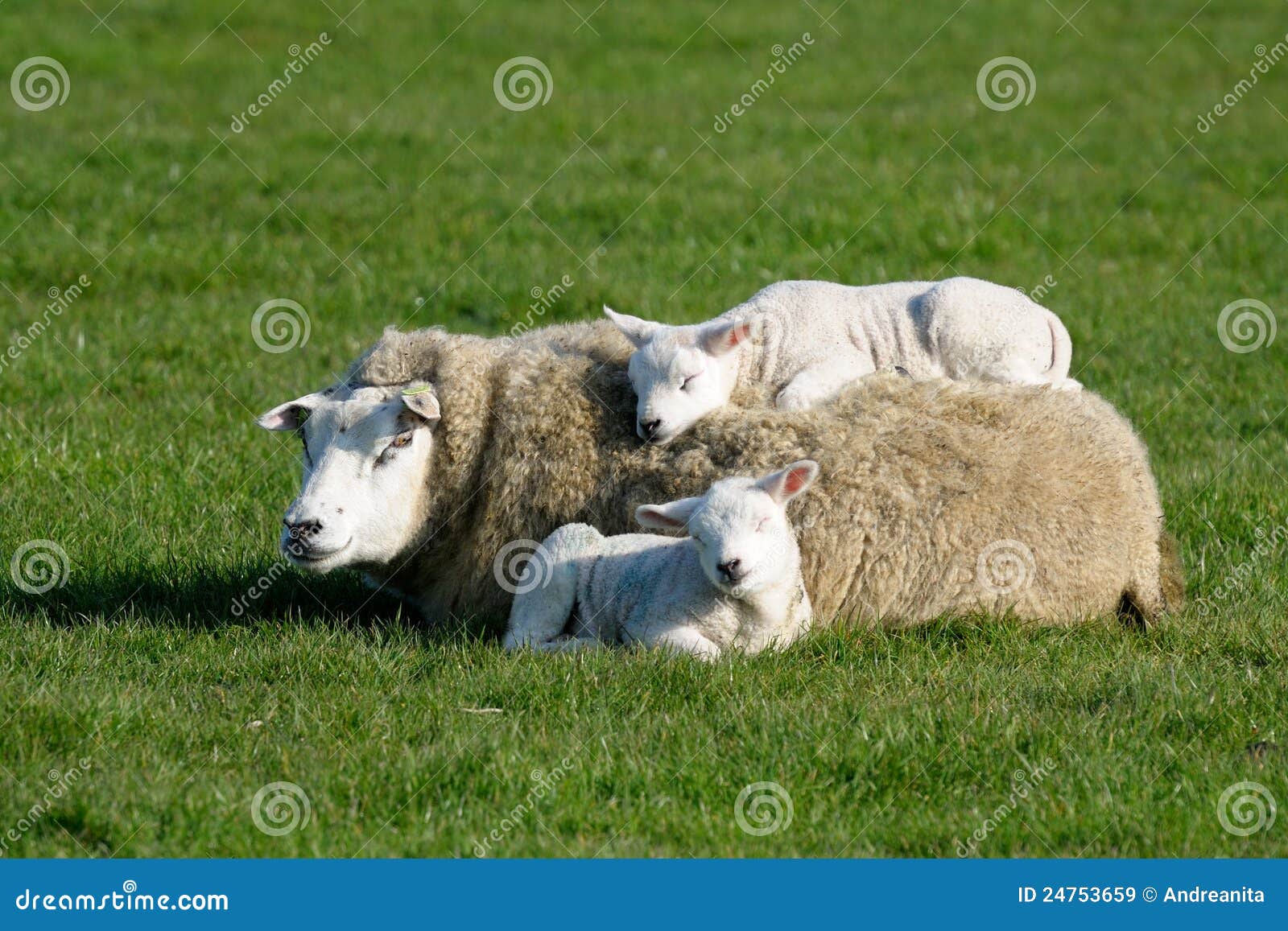 Sheep with lambs stock image. Image of domesticated, juvenile - 24753659