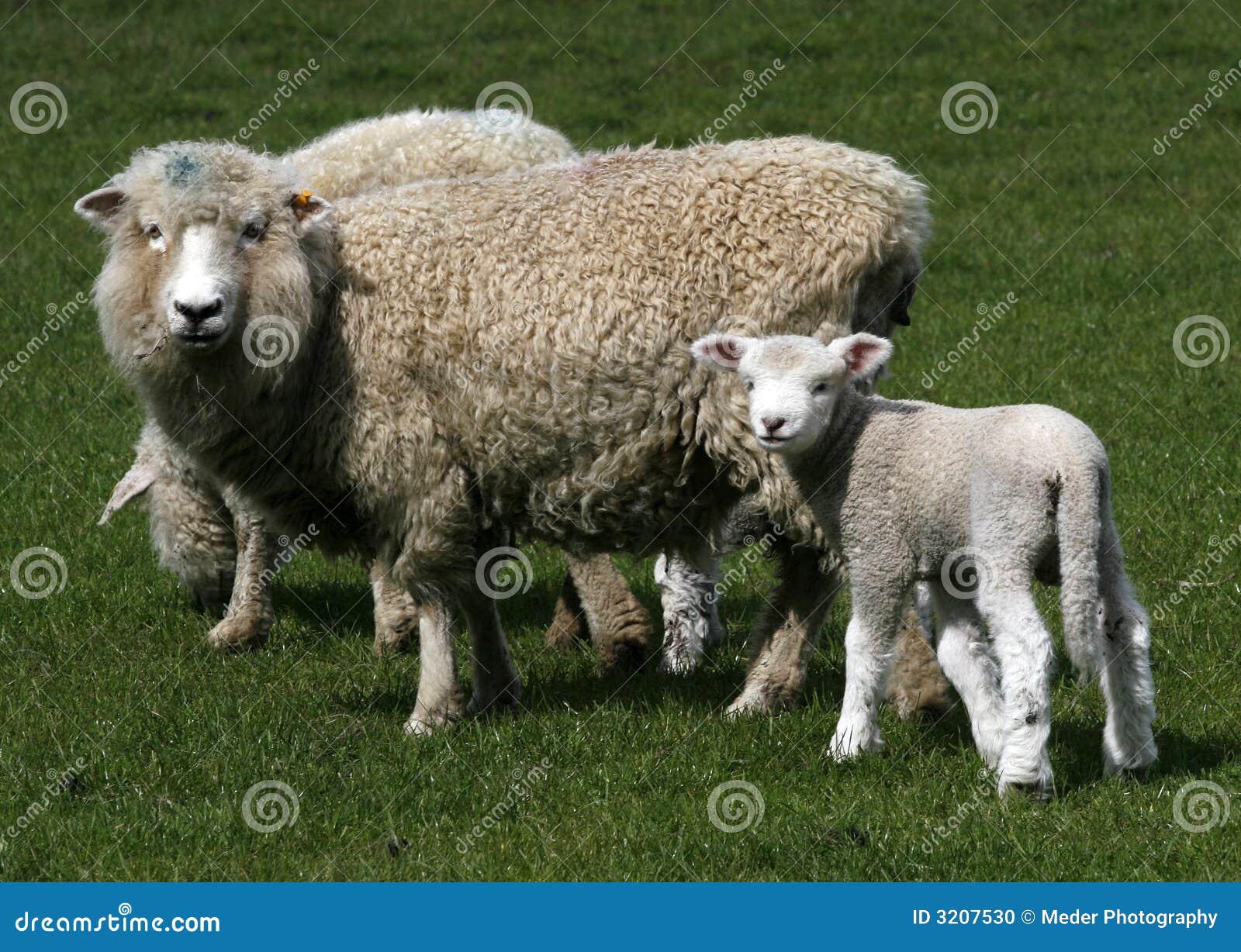 Sheep with lambs stock photo. Image of inquisitive, animal - 3207530