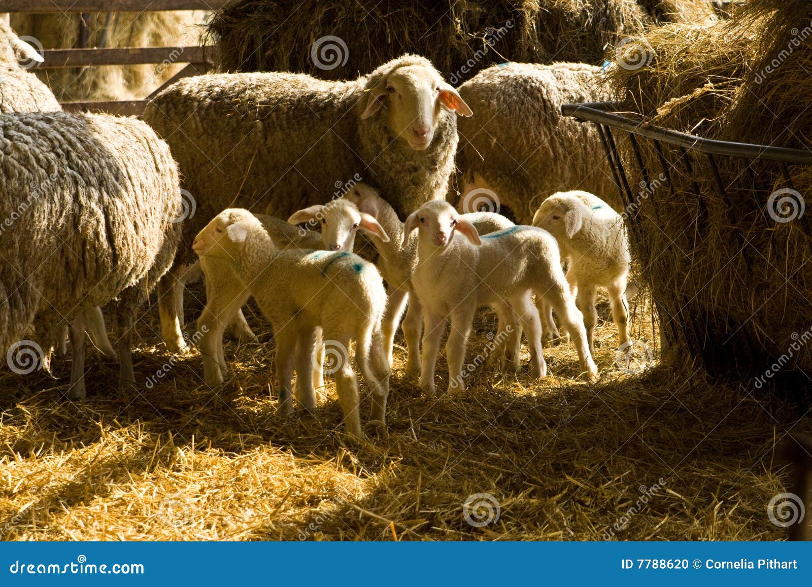 313 Cote Sheep Stock Photos - Free & Royalty-Free Stock Photos from ...