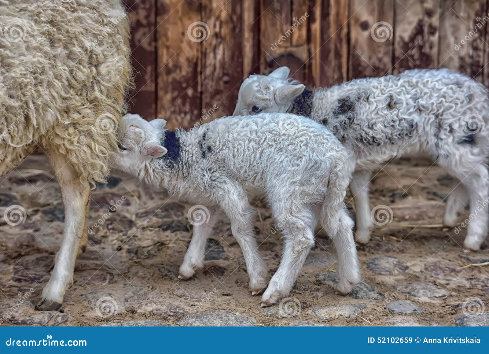 Sheep and lambs stock image. Image of farm, cattle, background - 52102659