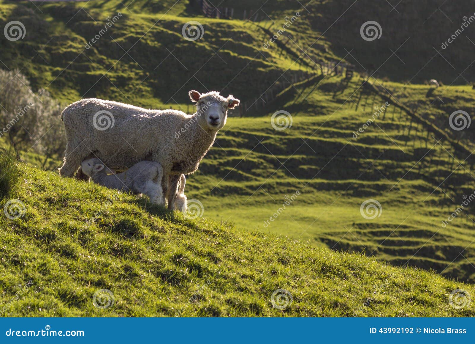 Sheep and Lambs Feeding in Spring Stock Photo - Image of lamb, auckland ...