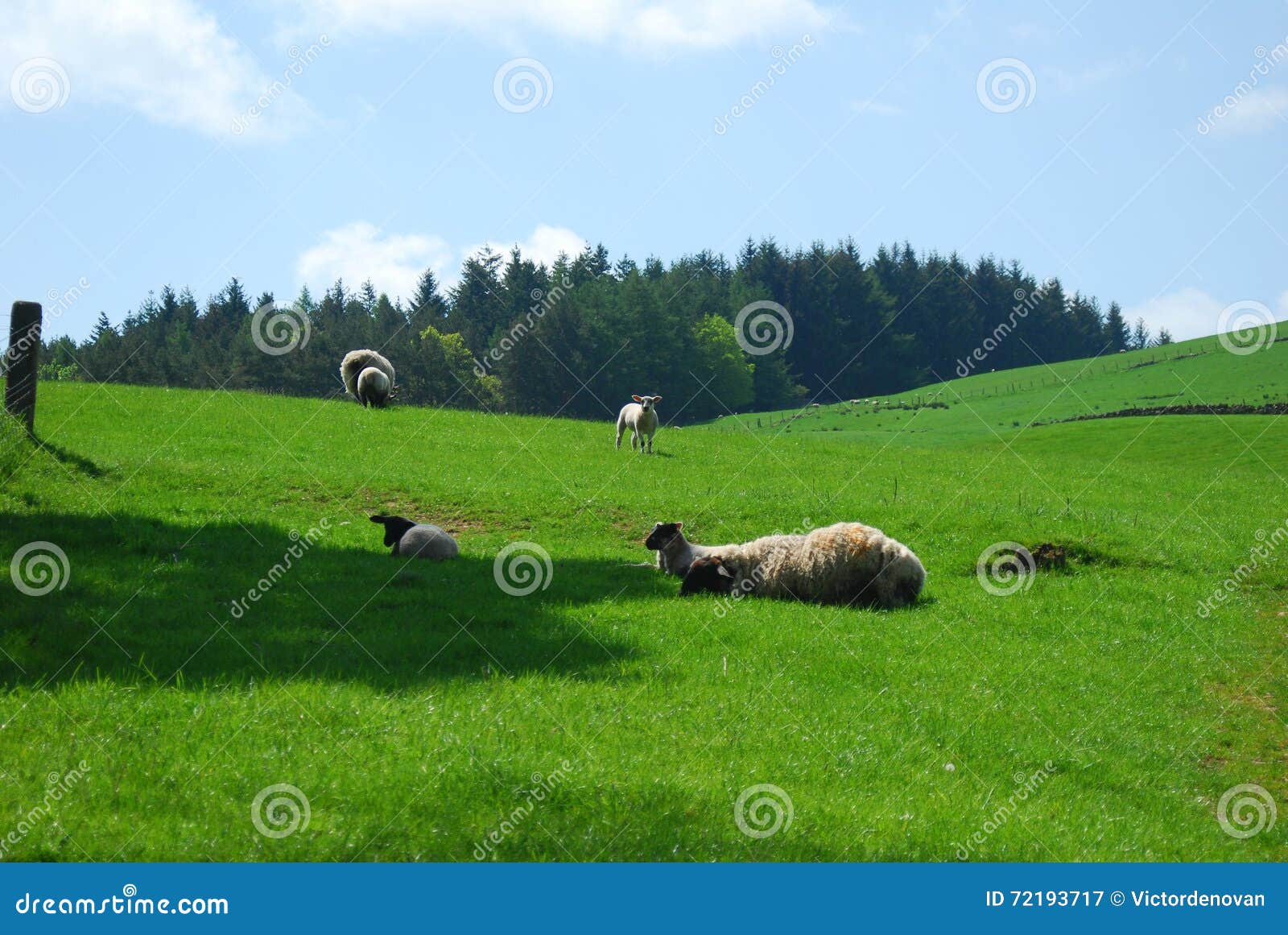 Sheep and lambs in a field stock image. Image of agriculture - 72193717
