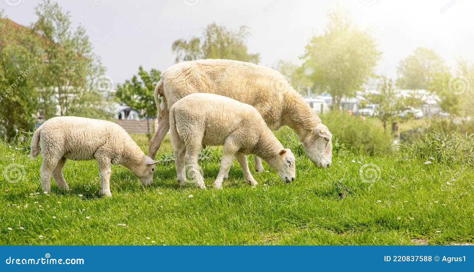 Sheep and Lambs on Green Field Under the Sunlight Stock Photo - Image ...