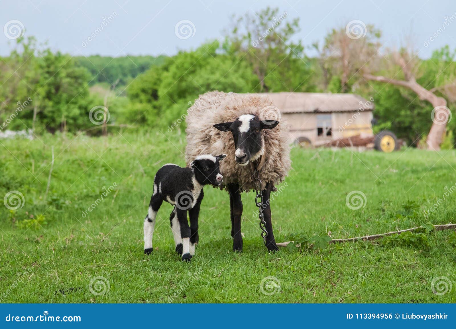 Sheep with Lambs on the Hills Stock Photo - Image of animal, flower ...