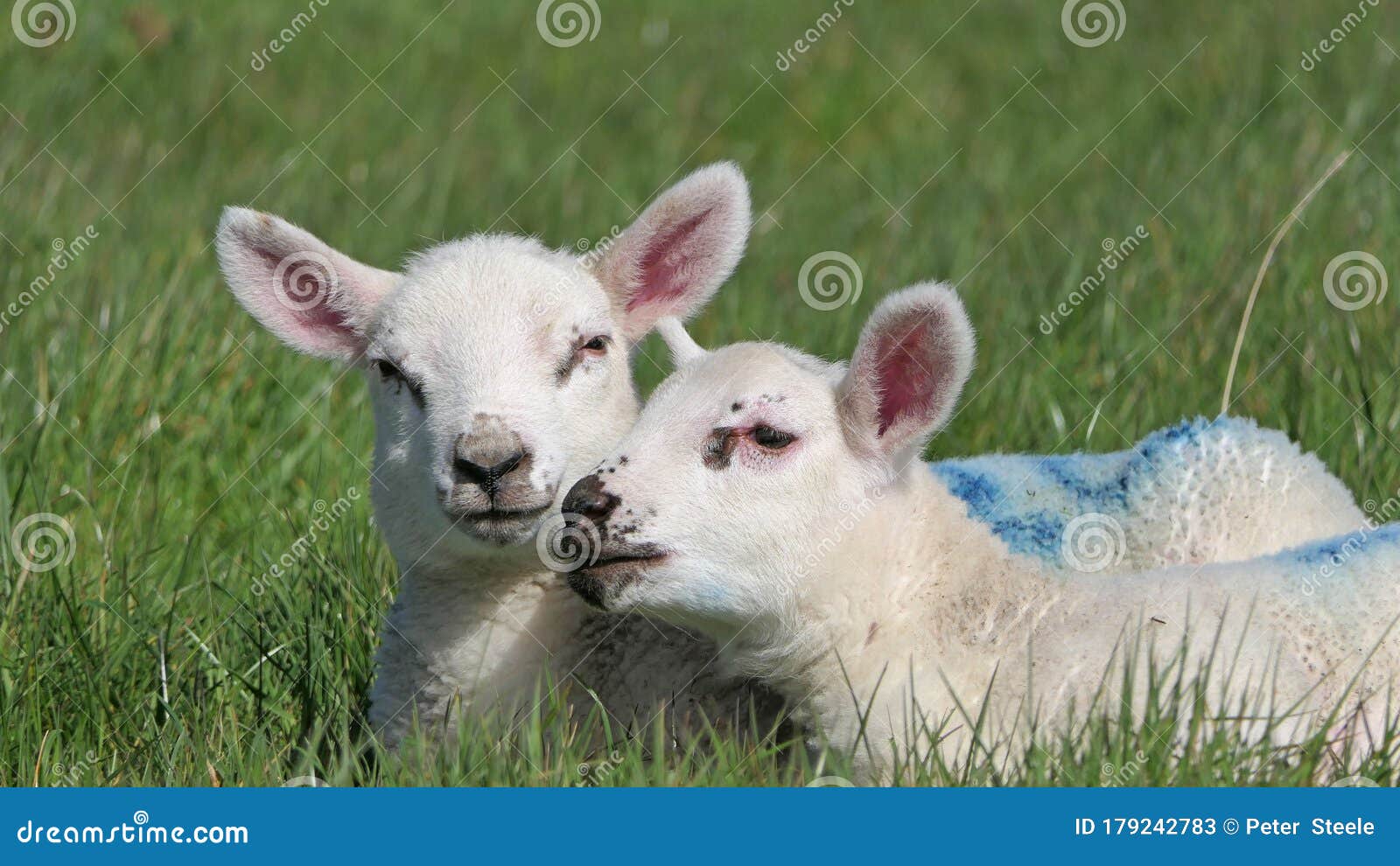Sheep and Lambs Laying in the Sun in a Field Ireland Stock Image ...