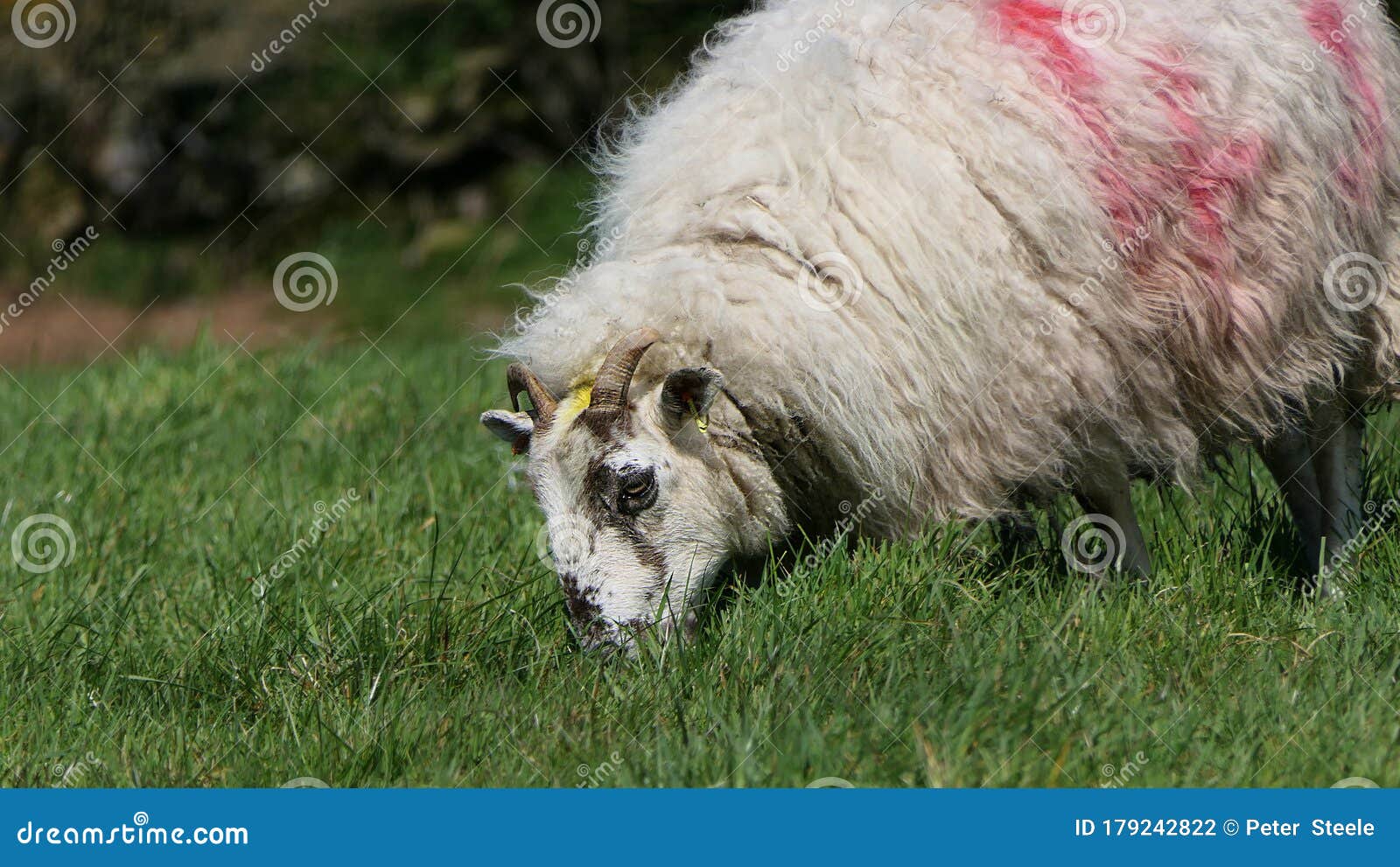 Sheep and Lambs Laying in the Sun in a Field Ireland Stock Photo ...
