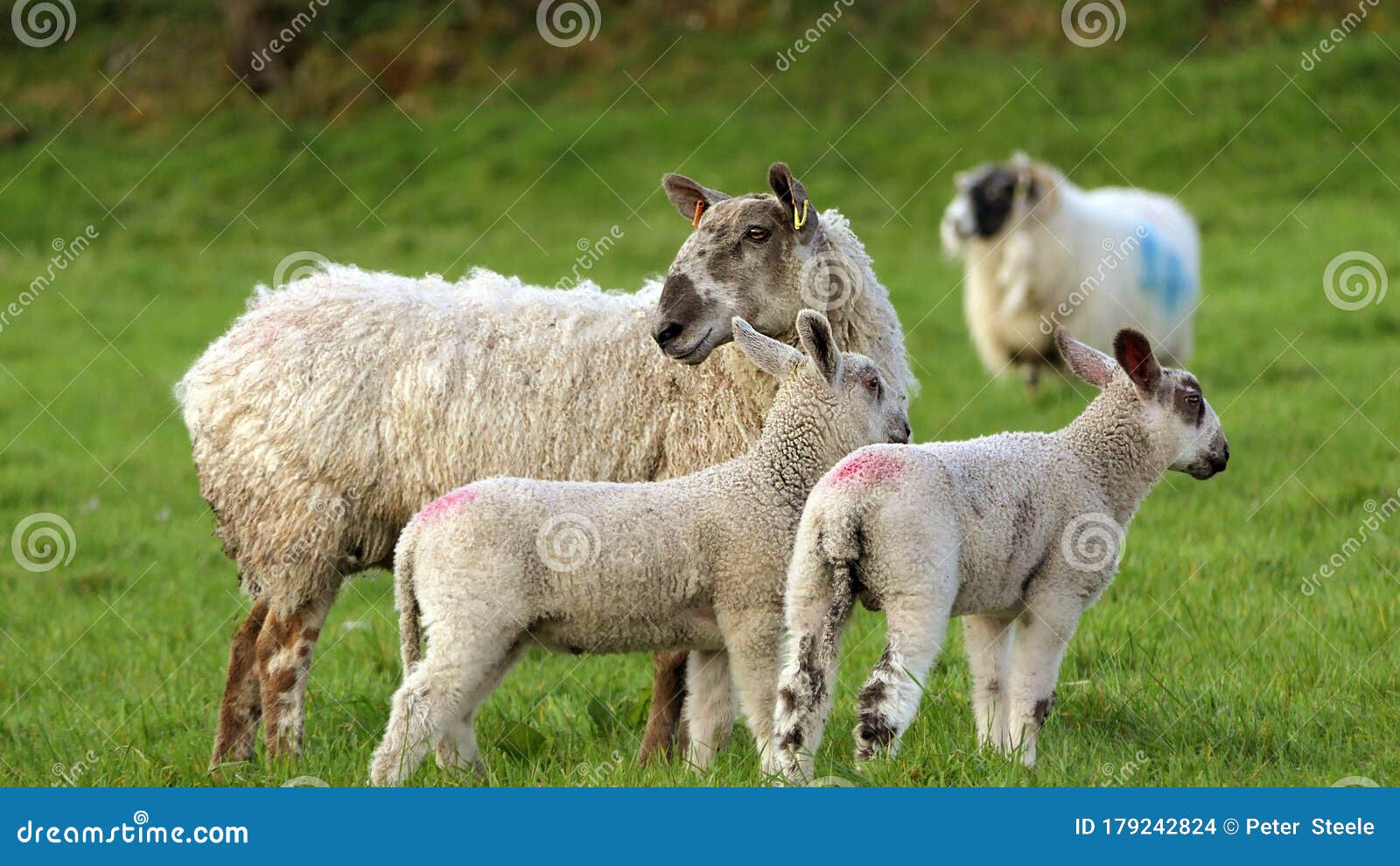 Sheep and Lambs Laying in the Sun in a Field Ireland Stock Photo ...