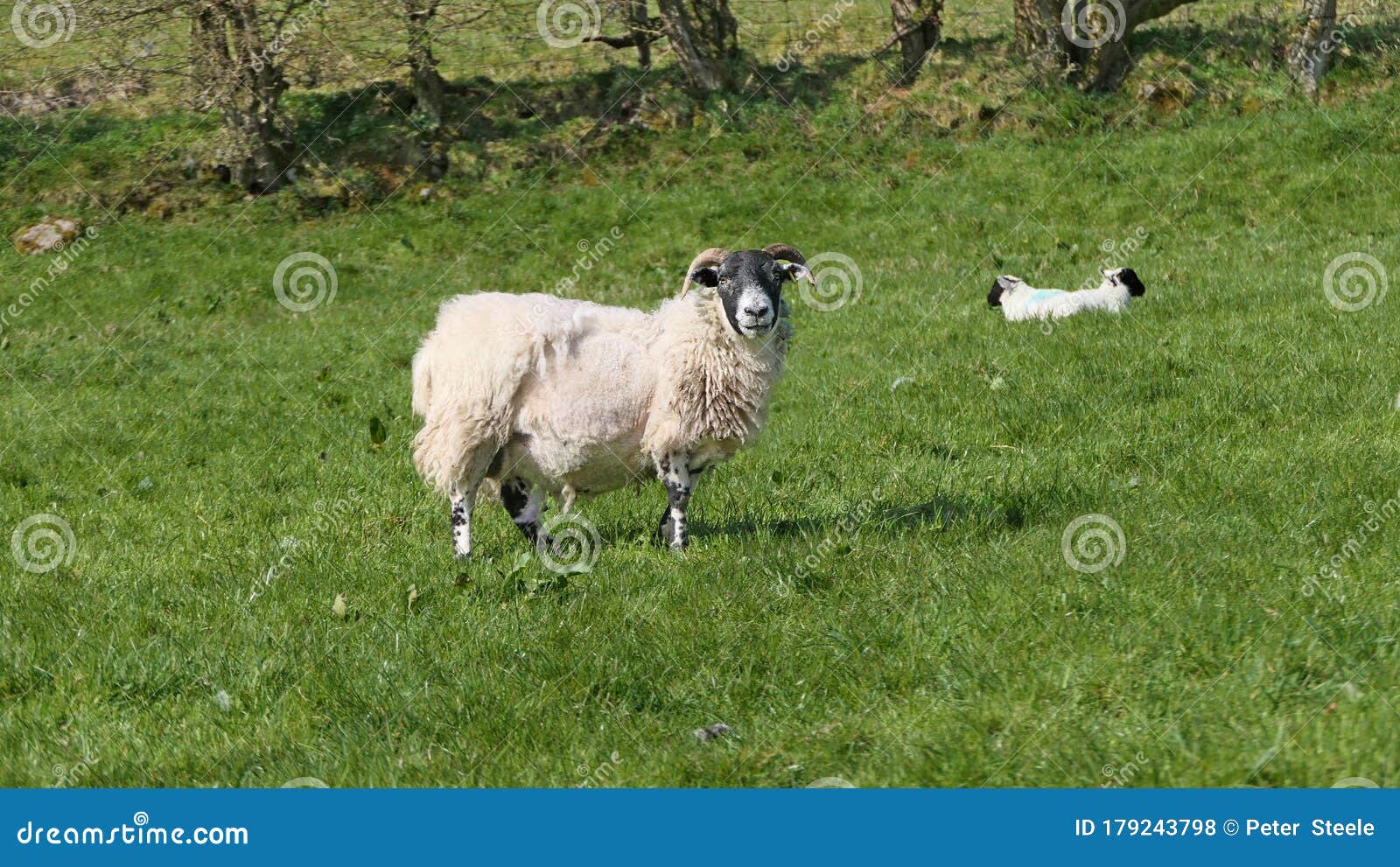 Sheep and Lambs Laying in the Sun in a Field Ireland Stock Photo ...