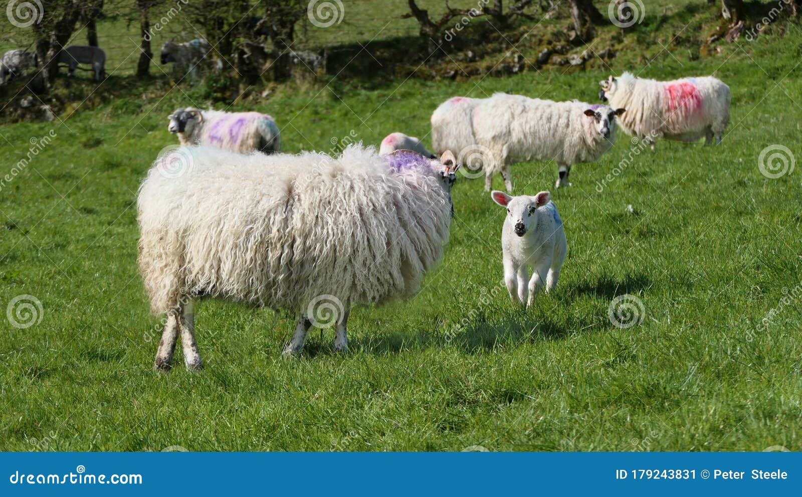 Sheep and Lambs Laying in the Sun in a Field Ireland Stock Image ...