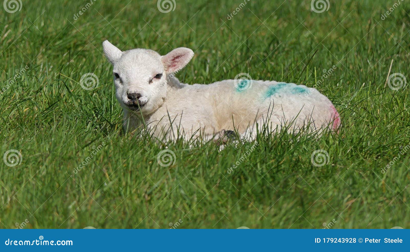 Sheep and Lambs Laying in the Sun in a Field Ireland Stock Photo ...