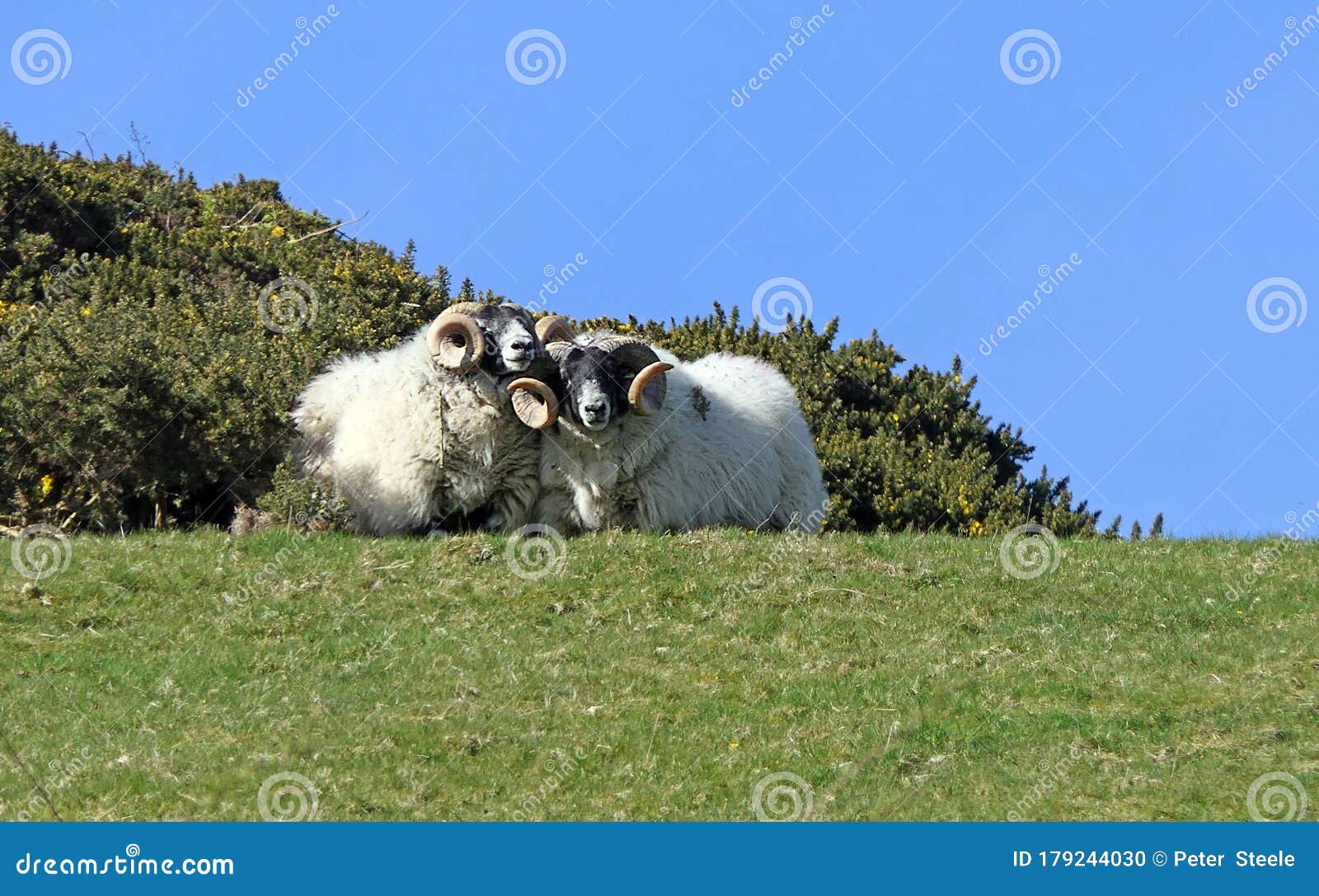 Two Highland Rams Sheep in Field in Ireland Stock Photo - Image of mule ...