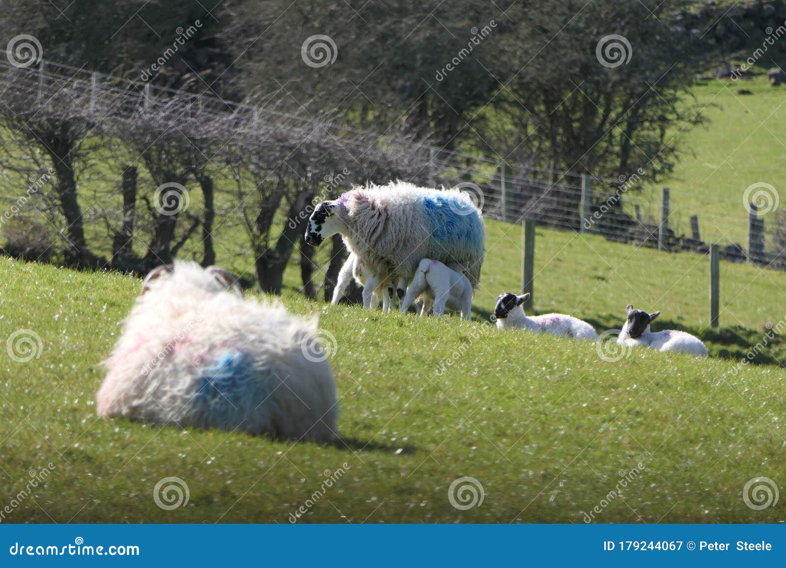 Sheep and Lambs Laying in the Sun in a Field Ireland Stock Image ...