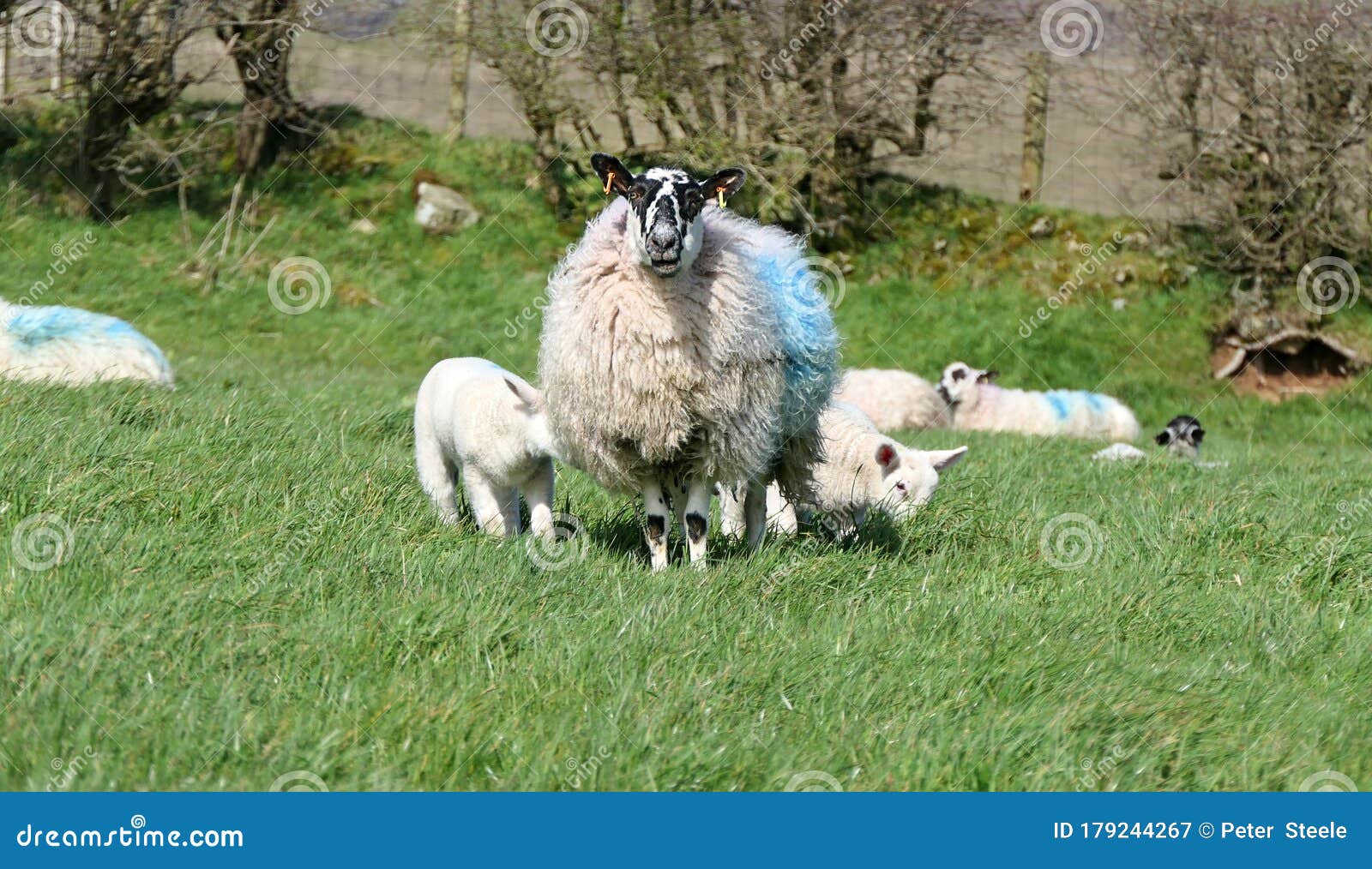Sheep and Lambs Laying in the Sun in a Field Ireland Stock Image ...