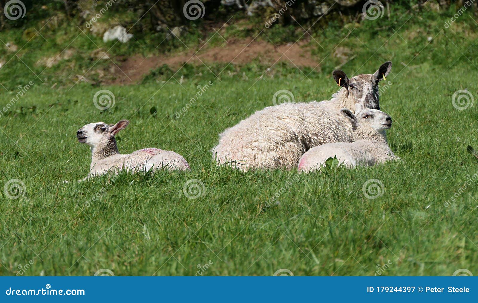 Sheep and Lambs Laying in the Sun in a Field Ireland Stock Image ...