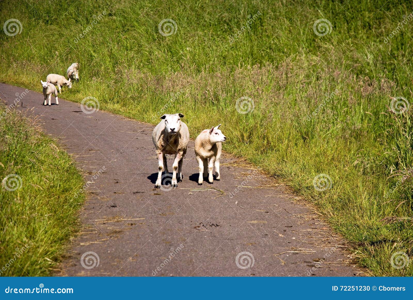 Sheep and Lambs on the Road Stock Photo - Image of lambs, farm: 72251230