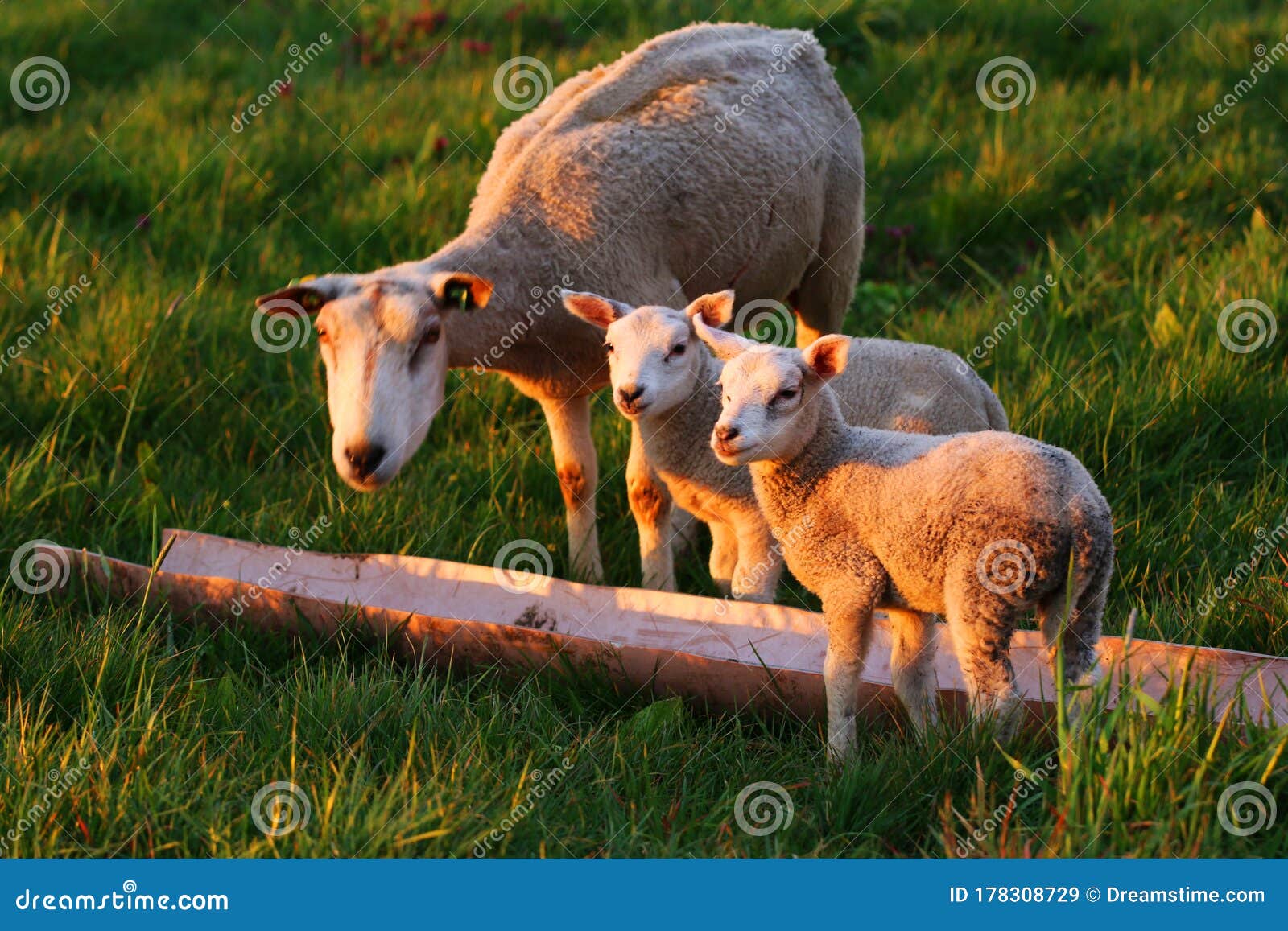 Sheep with Lambs stock image. Image of sunset, summer - 178308729