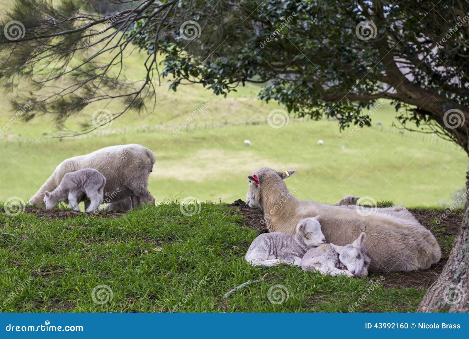 Sheep and lambs in Spring stock photo. Image of lifestyle - 43992160