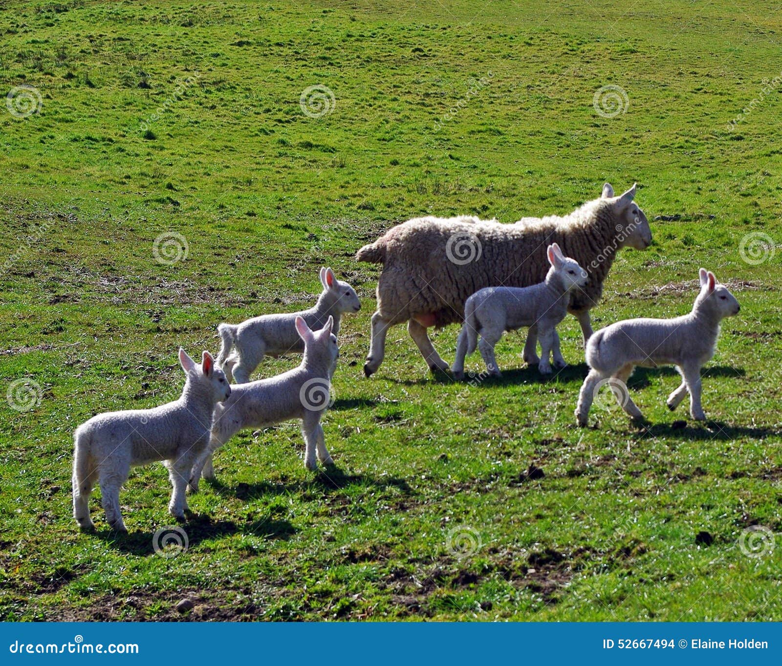 Sheep and Lambs stock photo. Image of livestock, spring - 52667494