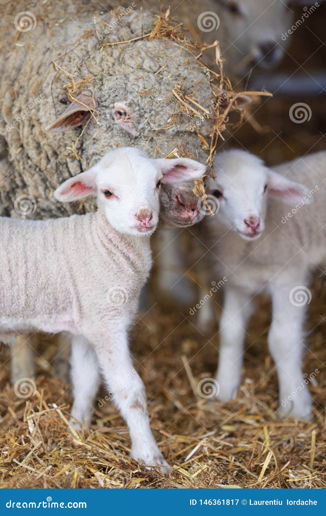 Sheep and lambs in stable stock image. Image of nature - 146361817