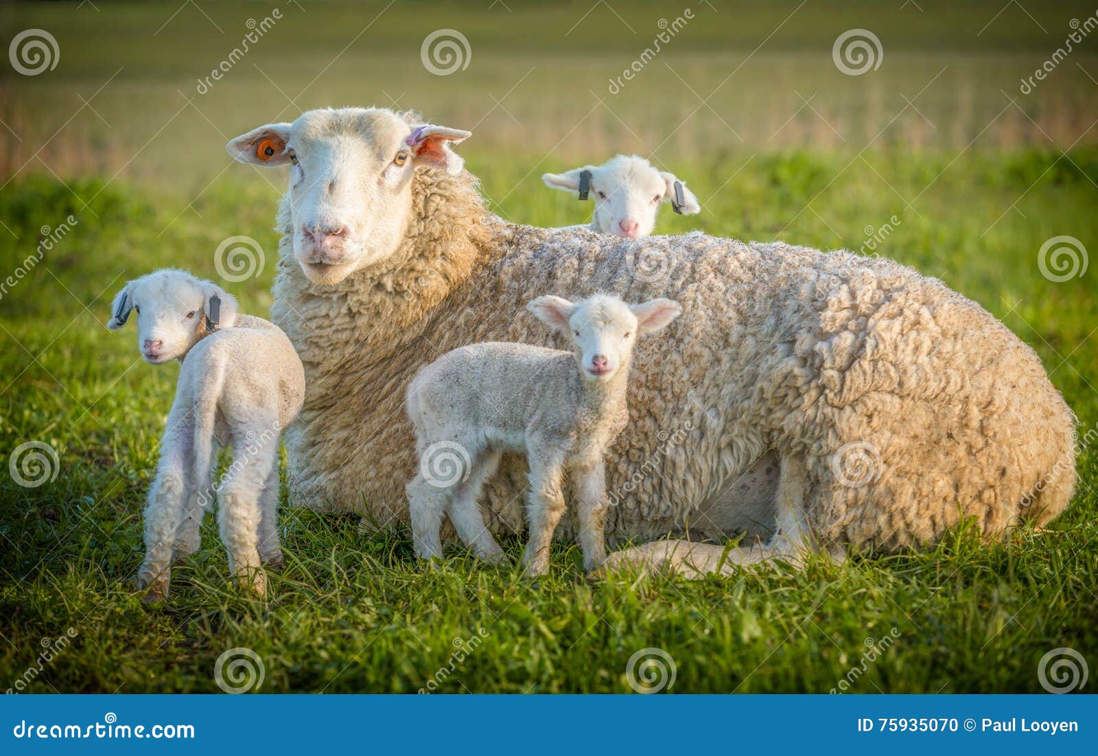 Sheep and 3 lambs stock photo. Image of animal, sweet - 75935070