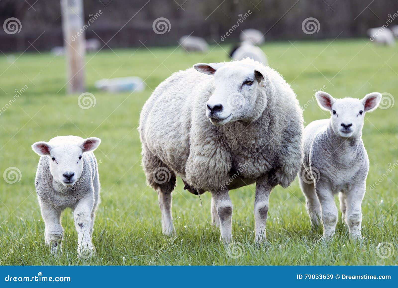Sheep and lambs stock image. Image of animal, meadow - 79033639
