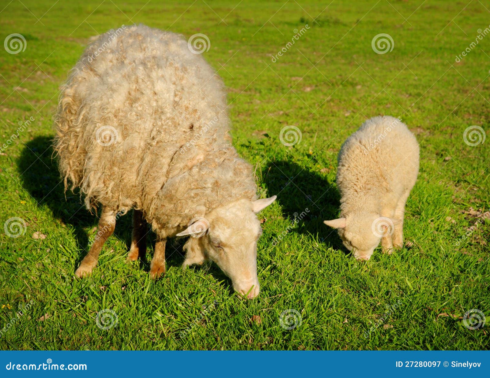 Sheep and lamp stock image. Image of field, forest, landscape - 27280097