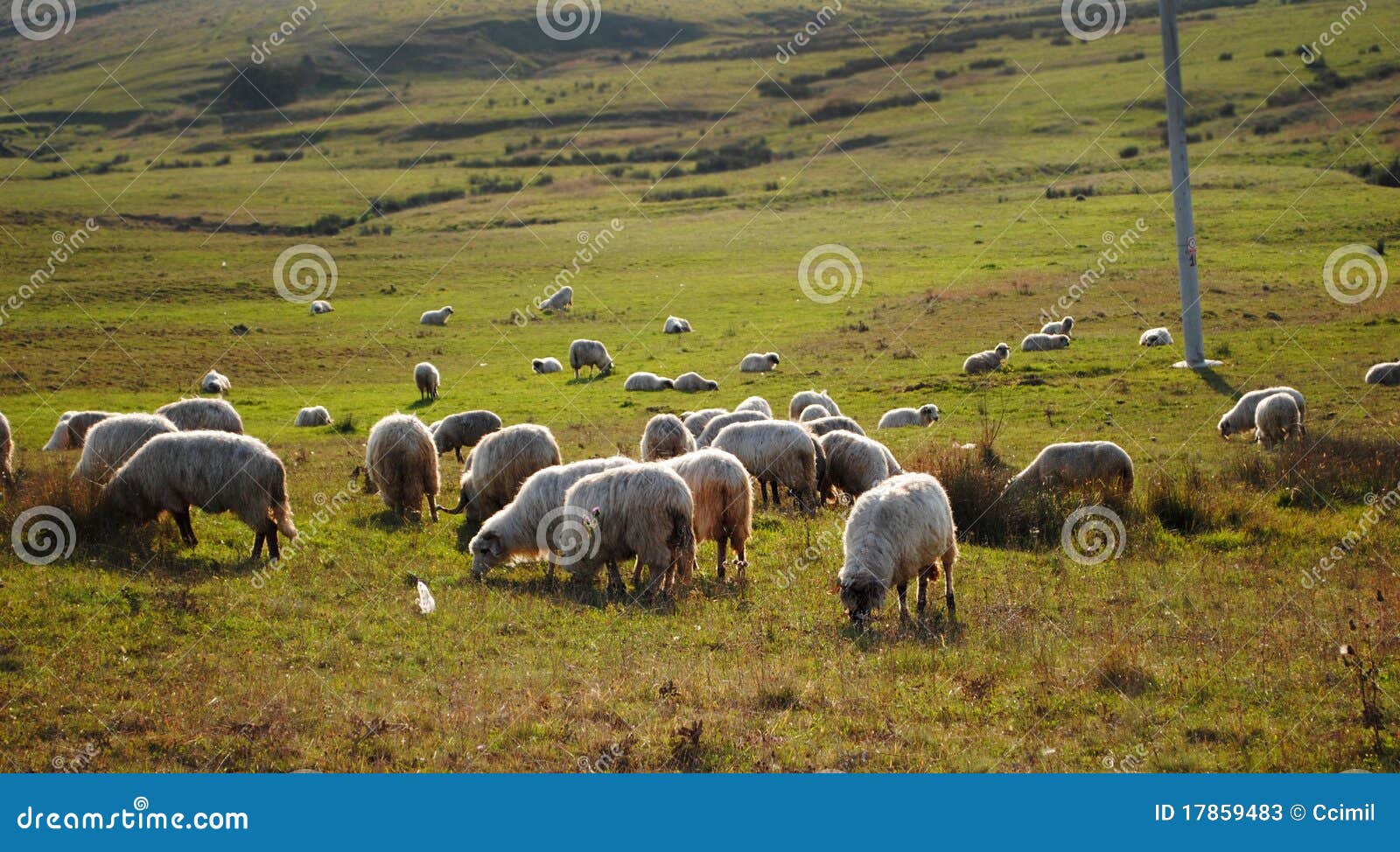 Sheep on the land stock image. Image of domestics, summer - 17859483