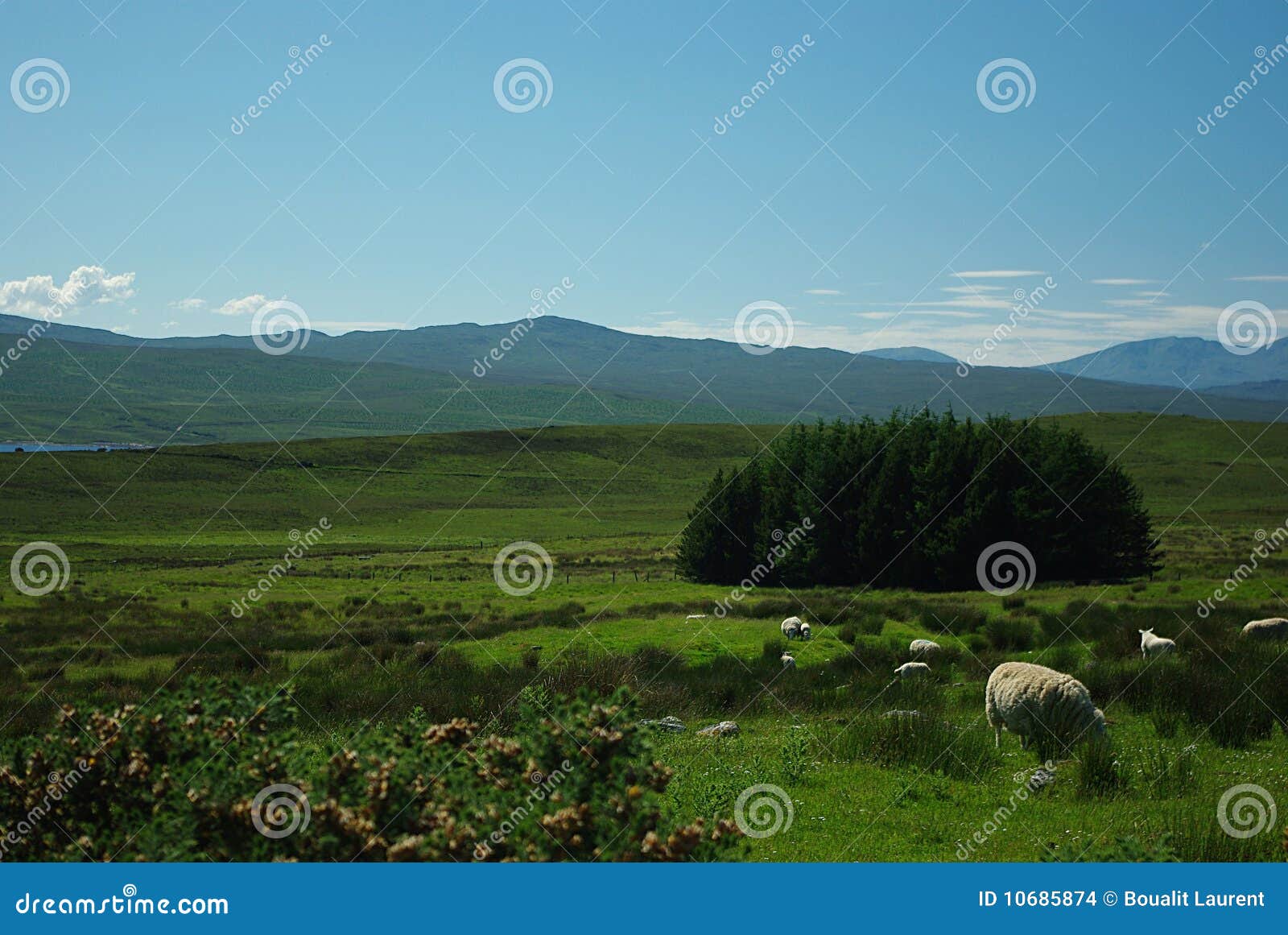 Sheep on landscape stock photo. Image of mount, rural - 10685874