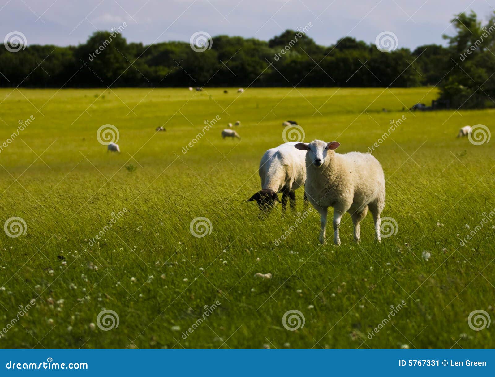Sheep On A Meadow In The Warm Evening Sun Stock Photography ...
