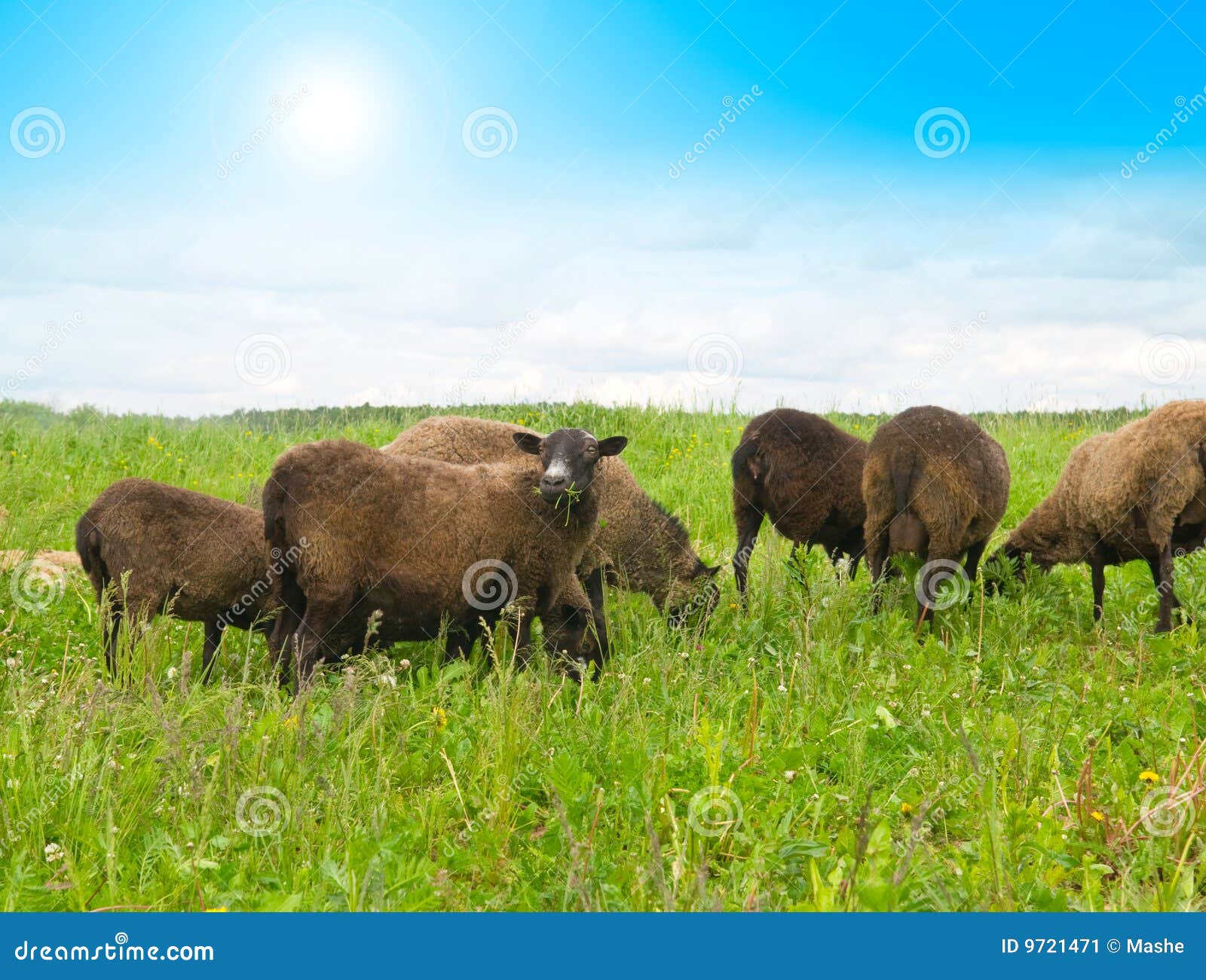 Sheep on the landscape stock image. Image of look, meat - 9721471