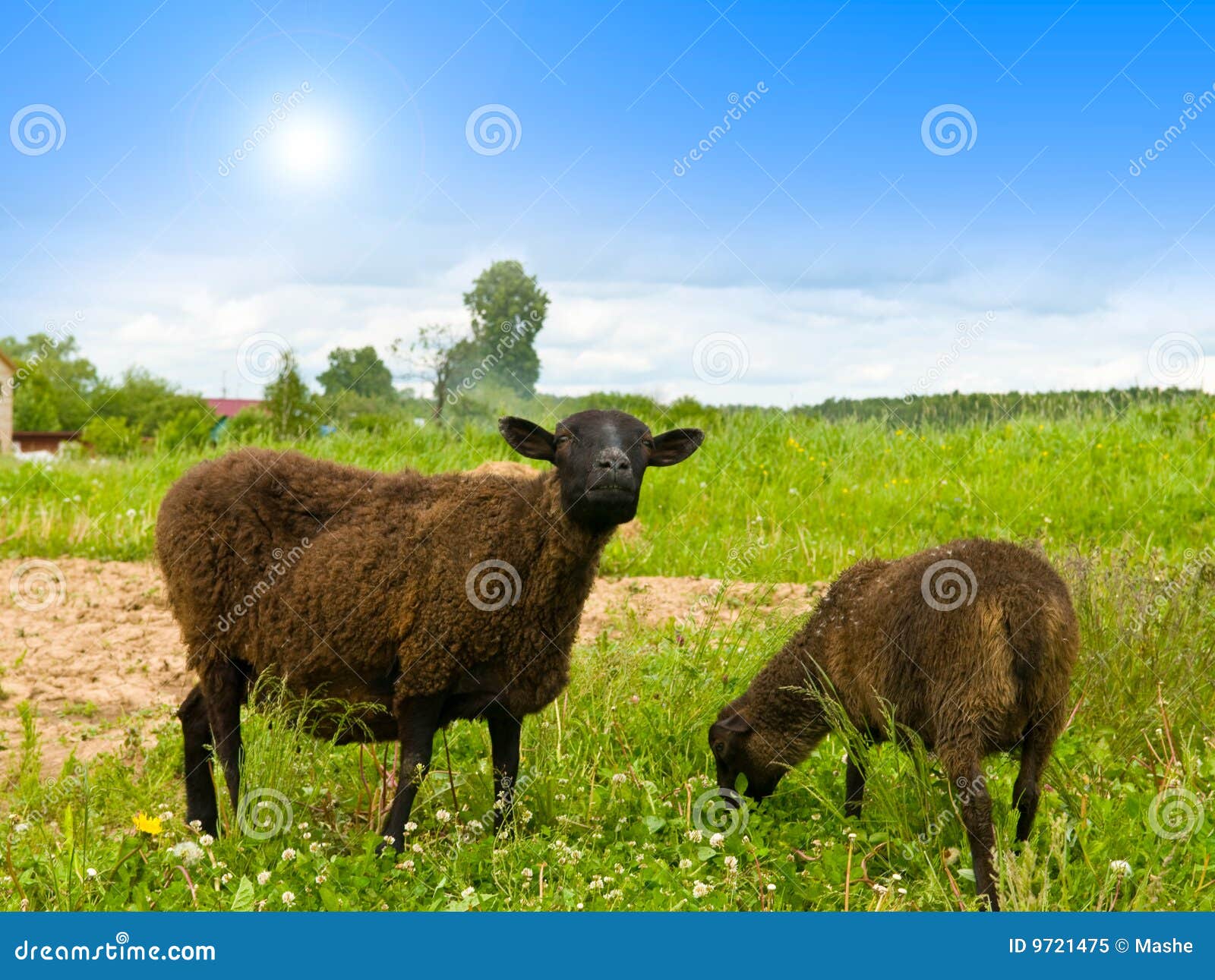 Sheep on the landscape stock image. Image of animal, lamb - 9721475
