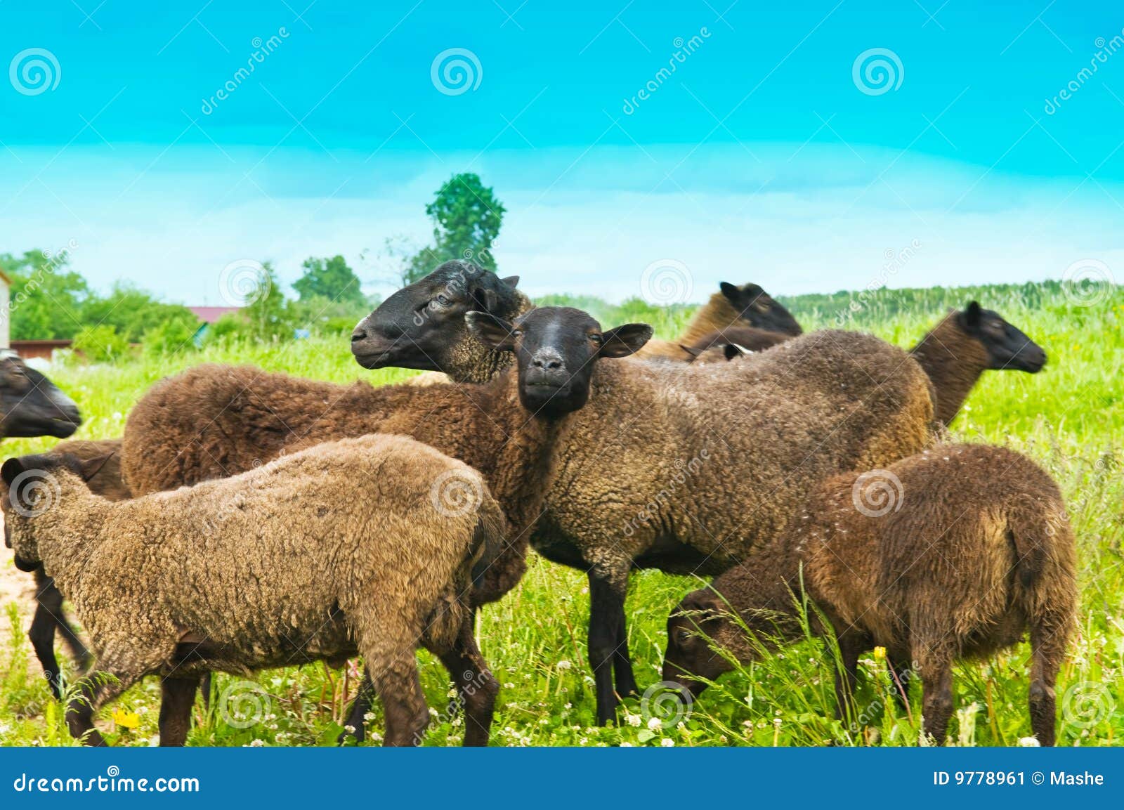 Sheep on the landscape stock image. Image of green, meat - 9778961