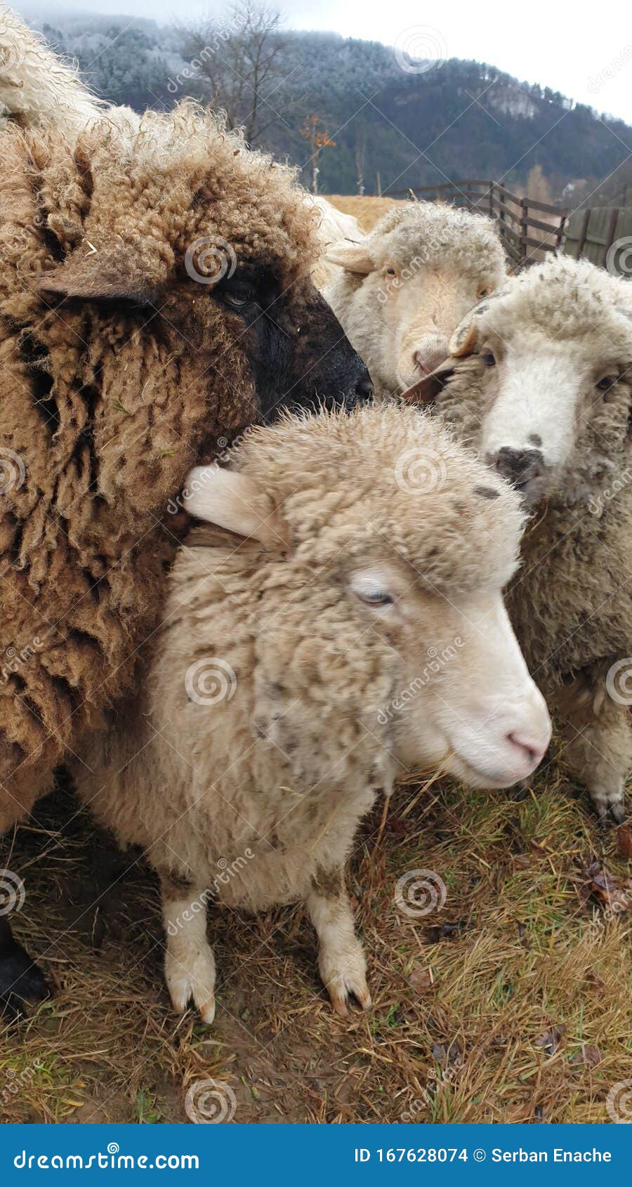 Sheep stock photo. Image of moieciu, sheep, brasov, rural - 167628074