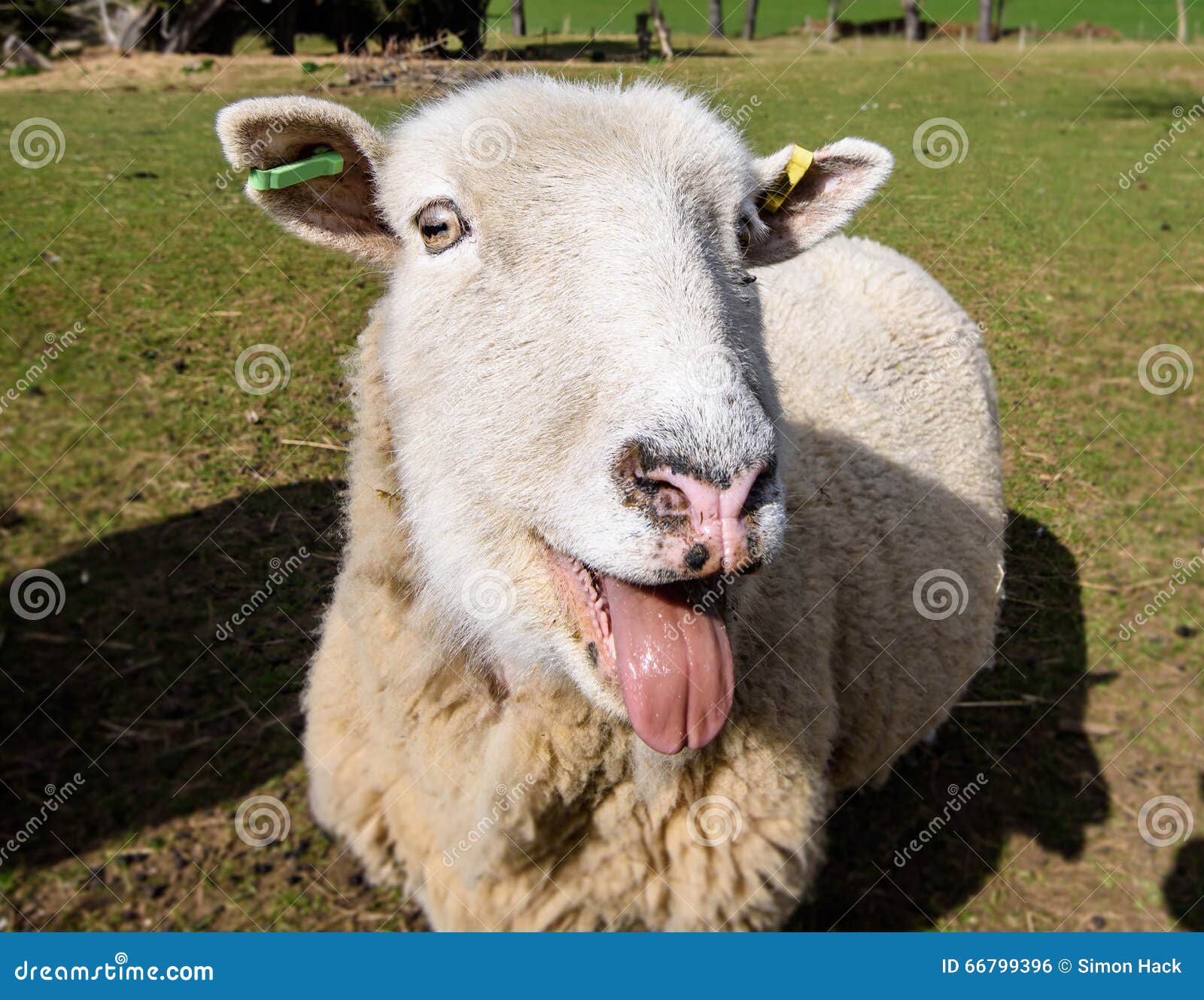 Sheep Laughing with Its Tongue Out Stock Photo - Image of innocence ...