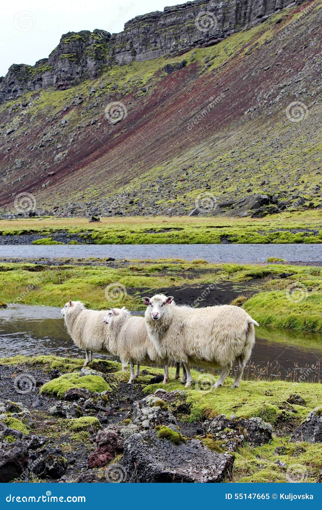 Sheep on Lava Field, Eldgja, Iceland Stock Image - Image of green ...