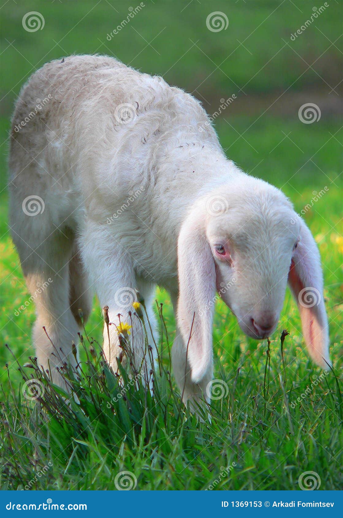 Sheep on a lawn stock image. Image of agriculture, nature - 1369153