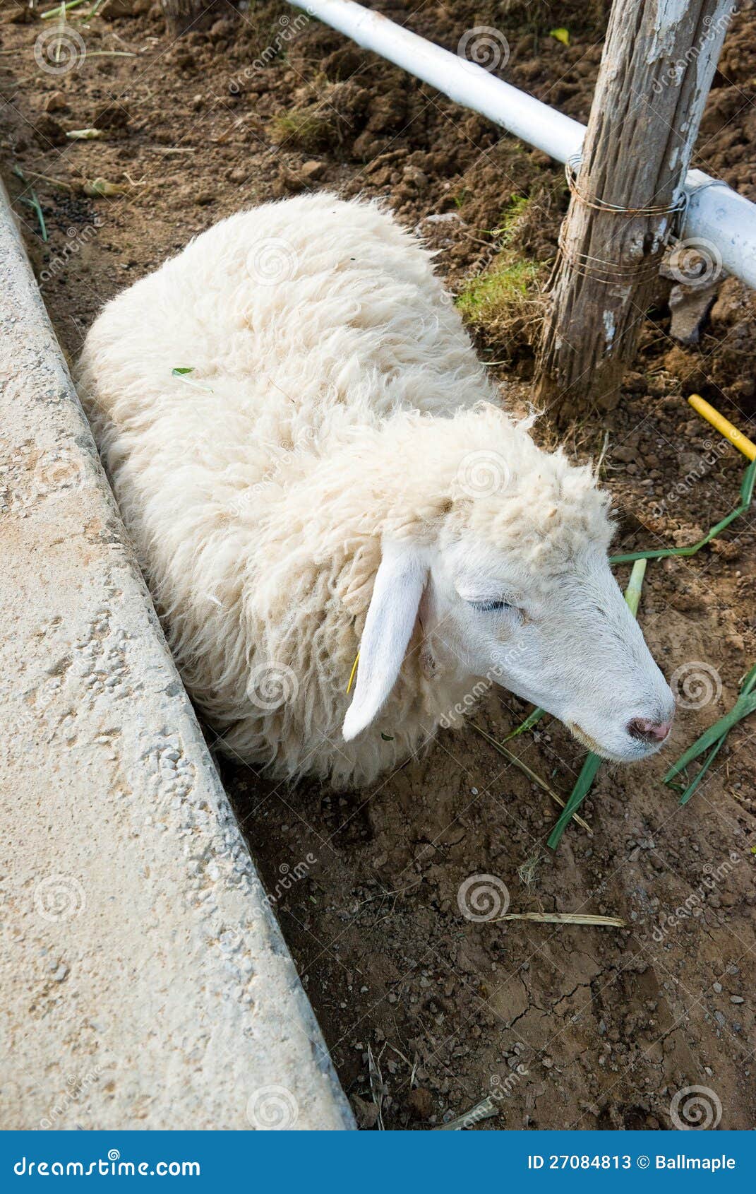 Sheep lay down on ground stock image. Image of meadow - 27084813
