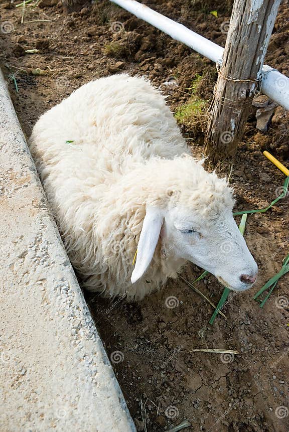 Sheep lay down on ground stock image. Image of meadow - 27084813