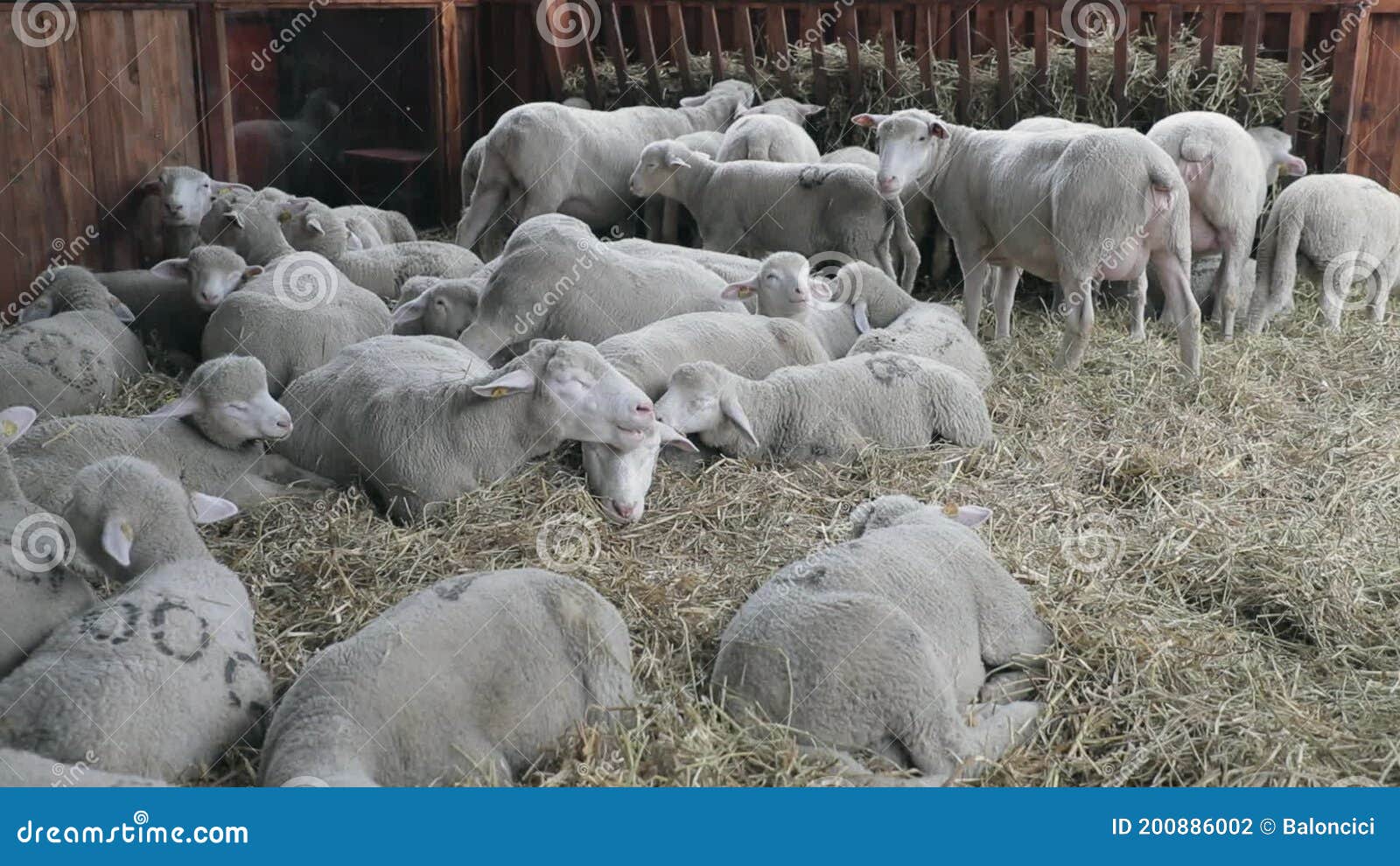 Sheep laying down farm stock footage. Video of straw - 200886002