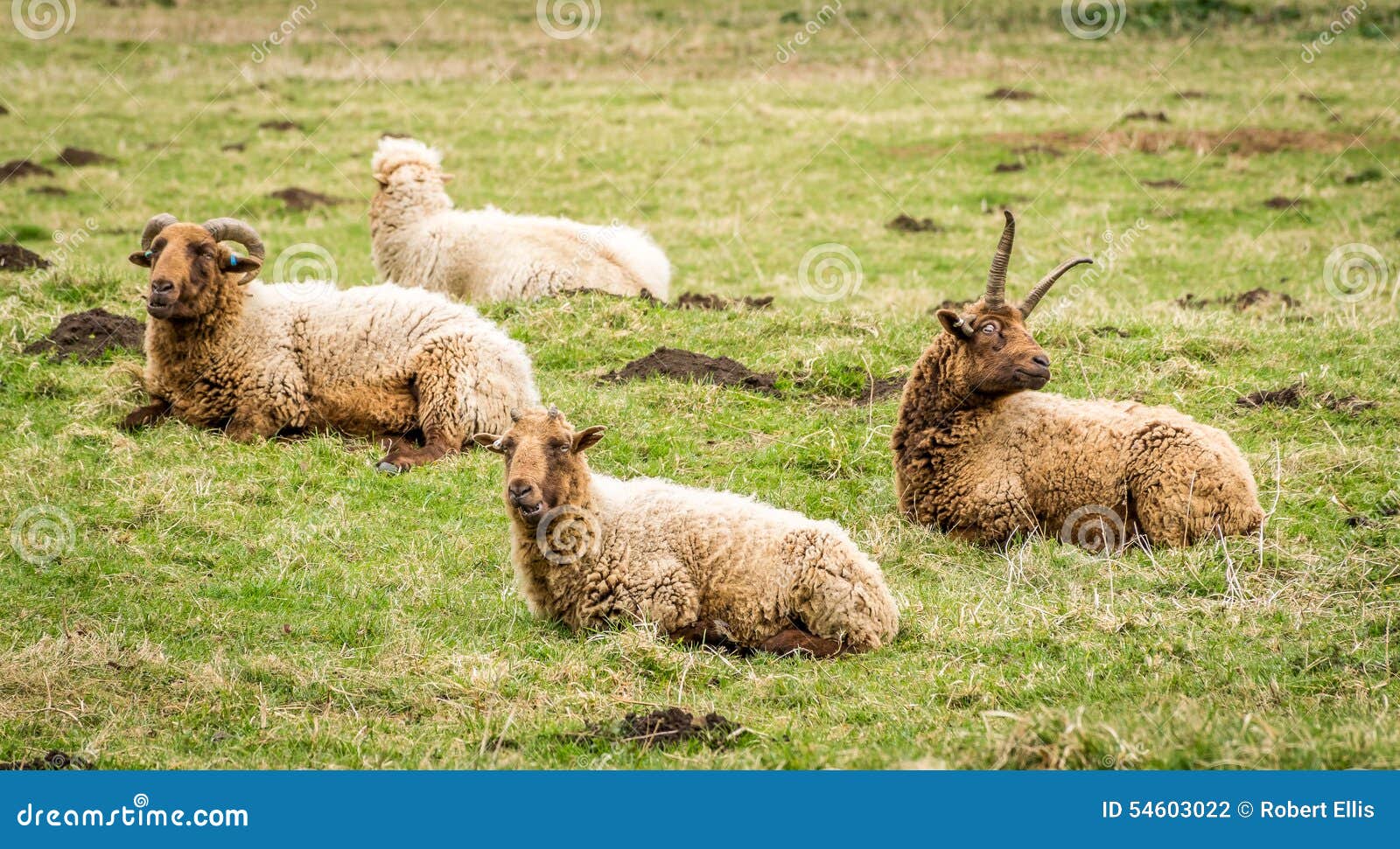 Sheep Laying in a Field stock photo. Image of wildlife - 54603022