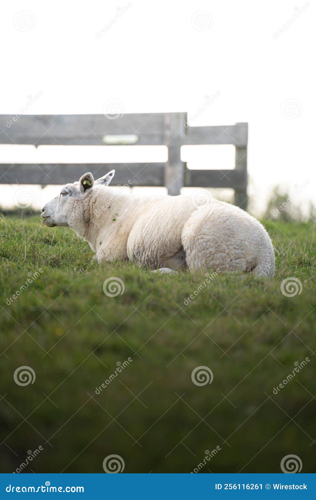 Sheep Laying on the Grass Field Stock Image - Image of farmland, animal ...